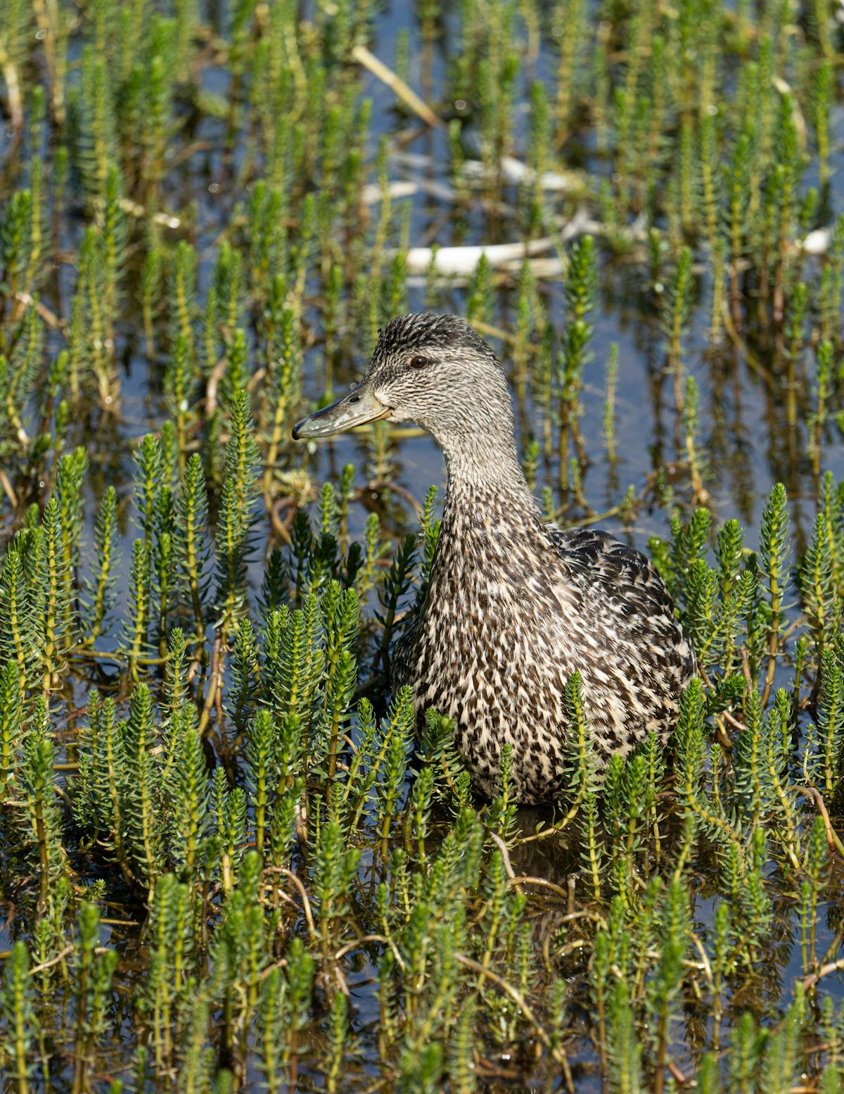 Bath Duck Photos, Download The BEST Free Bath Duck Stock Photos & HD Images