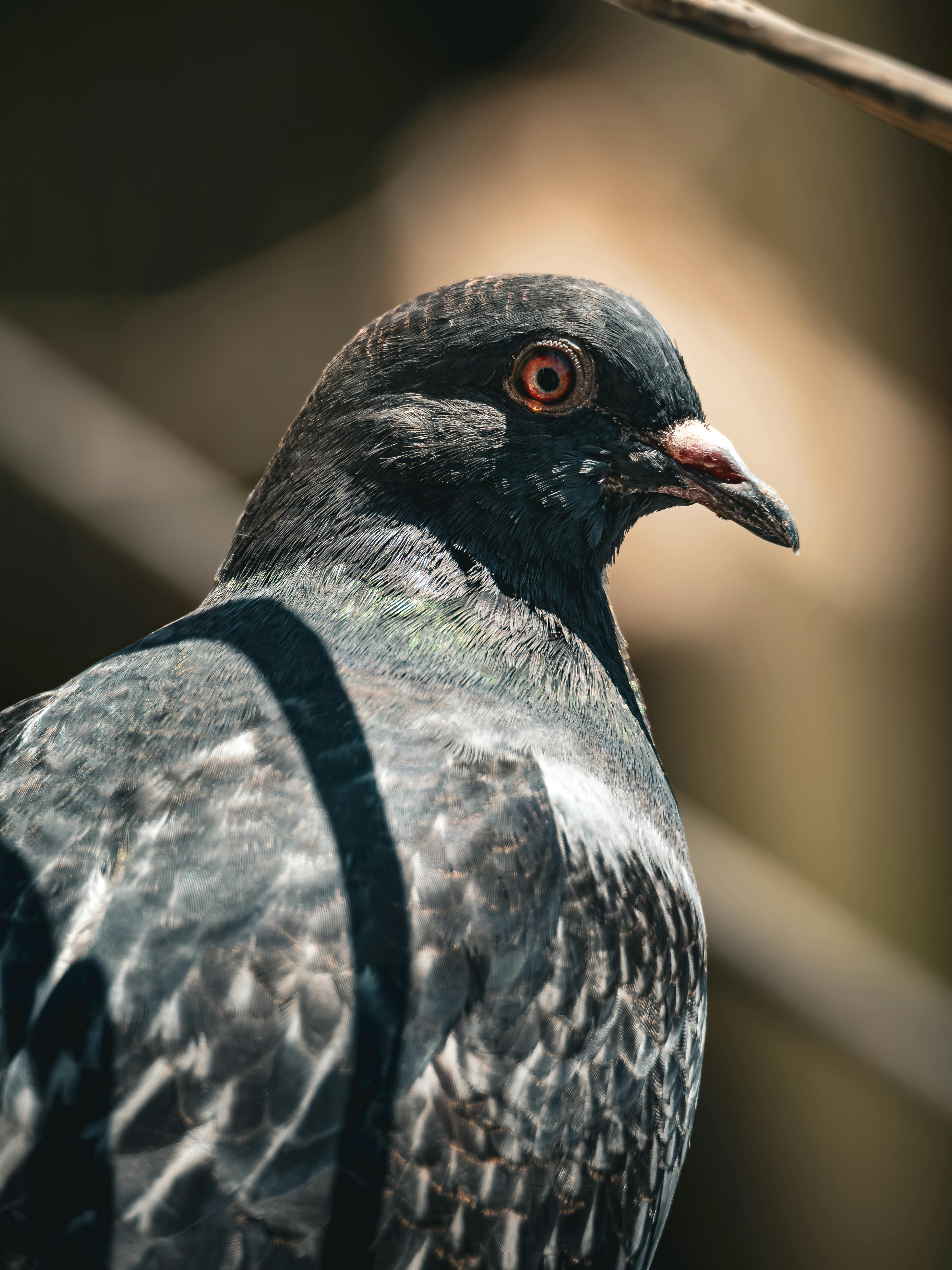 Pigeon · Free Stock Photo