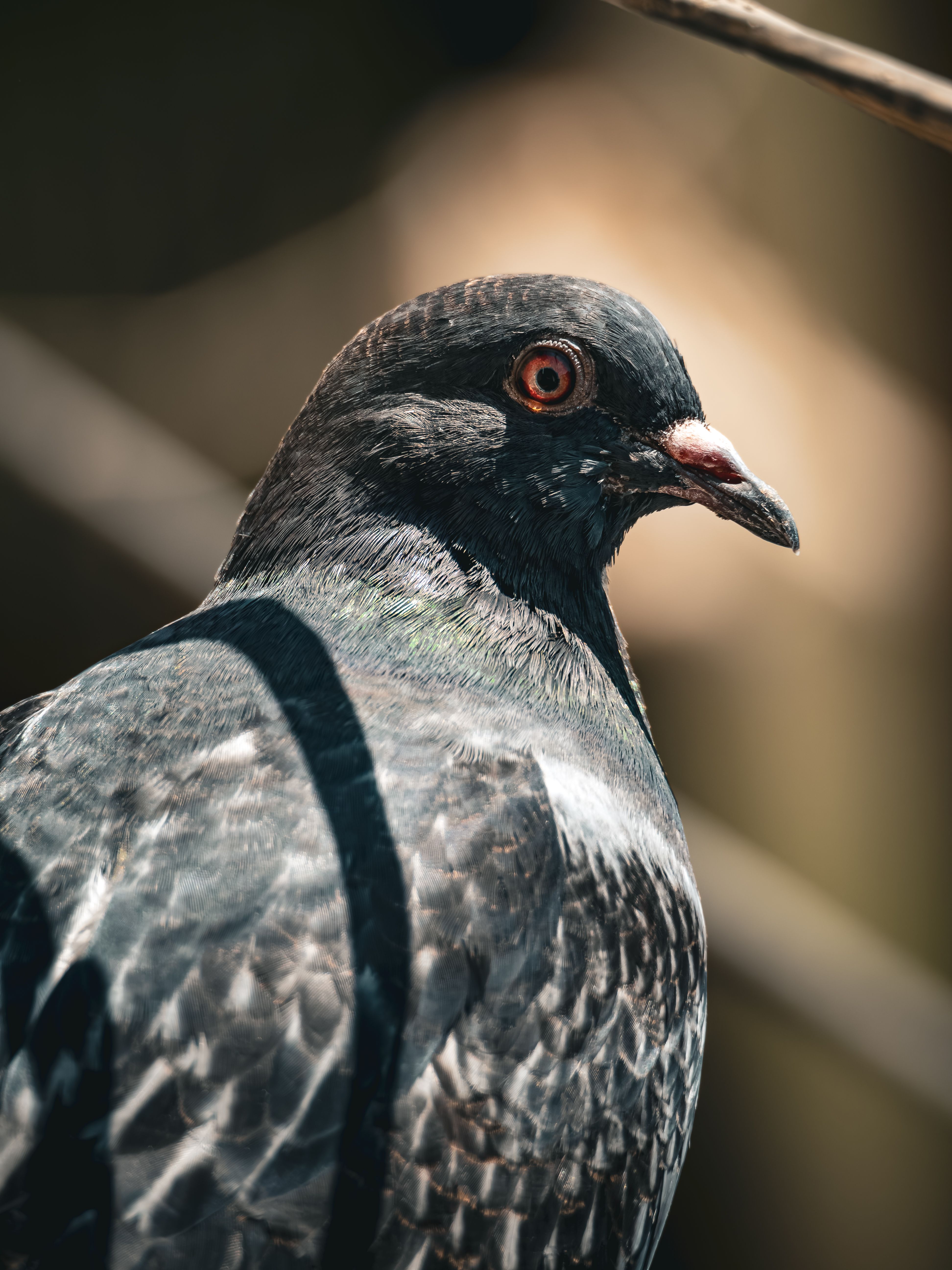Singapore Pigeon Photos, Download The BEST Free Singapore Pigeon Stock ...
