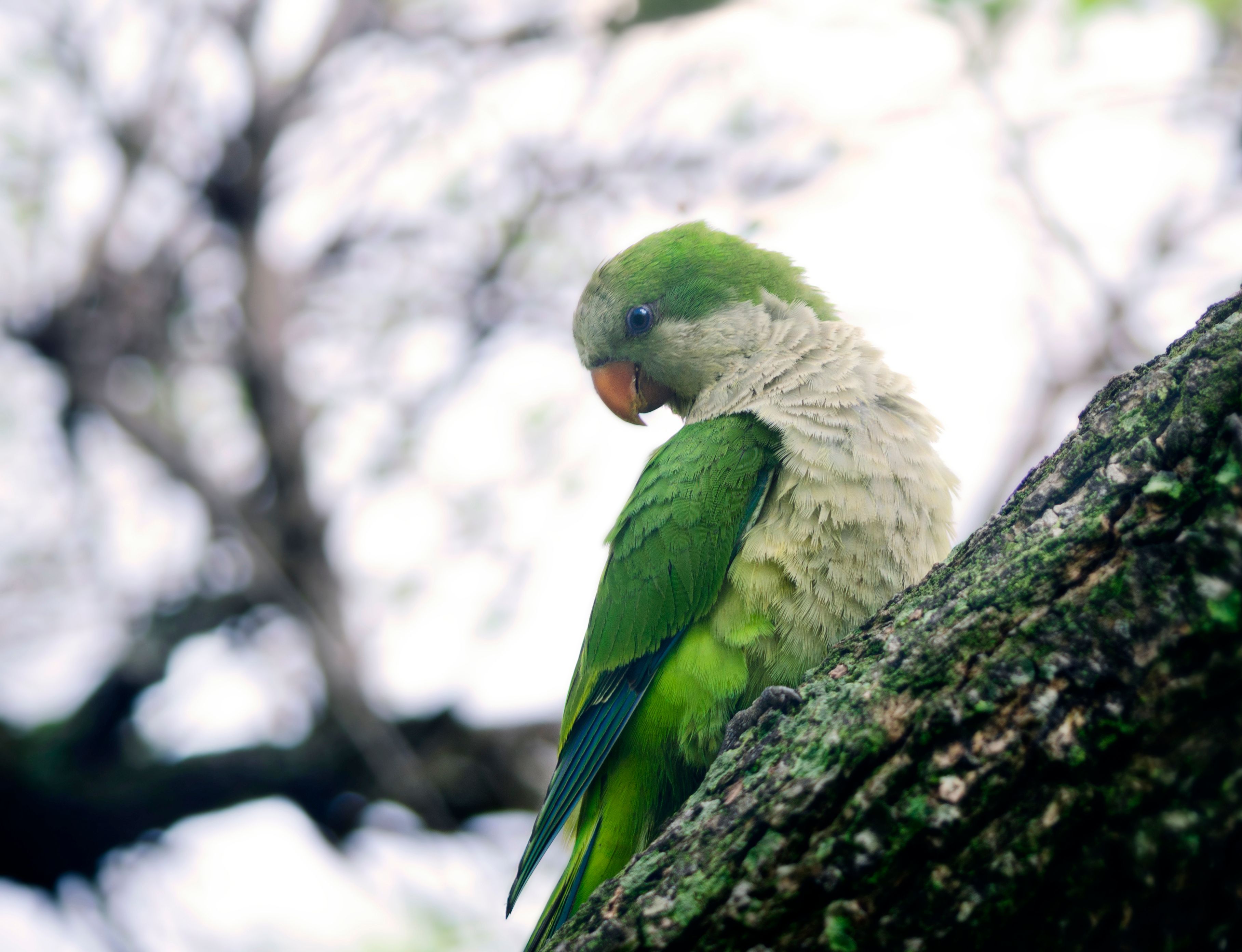 Monk Parakeet Bird in Nature · Free Stock Photo