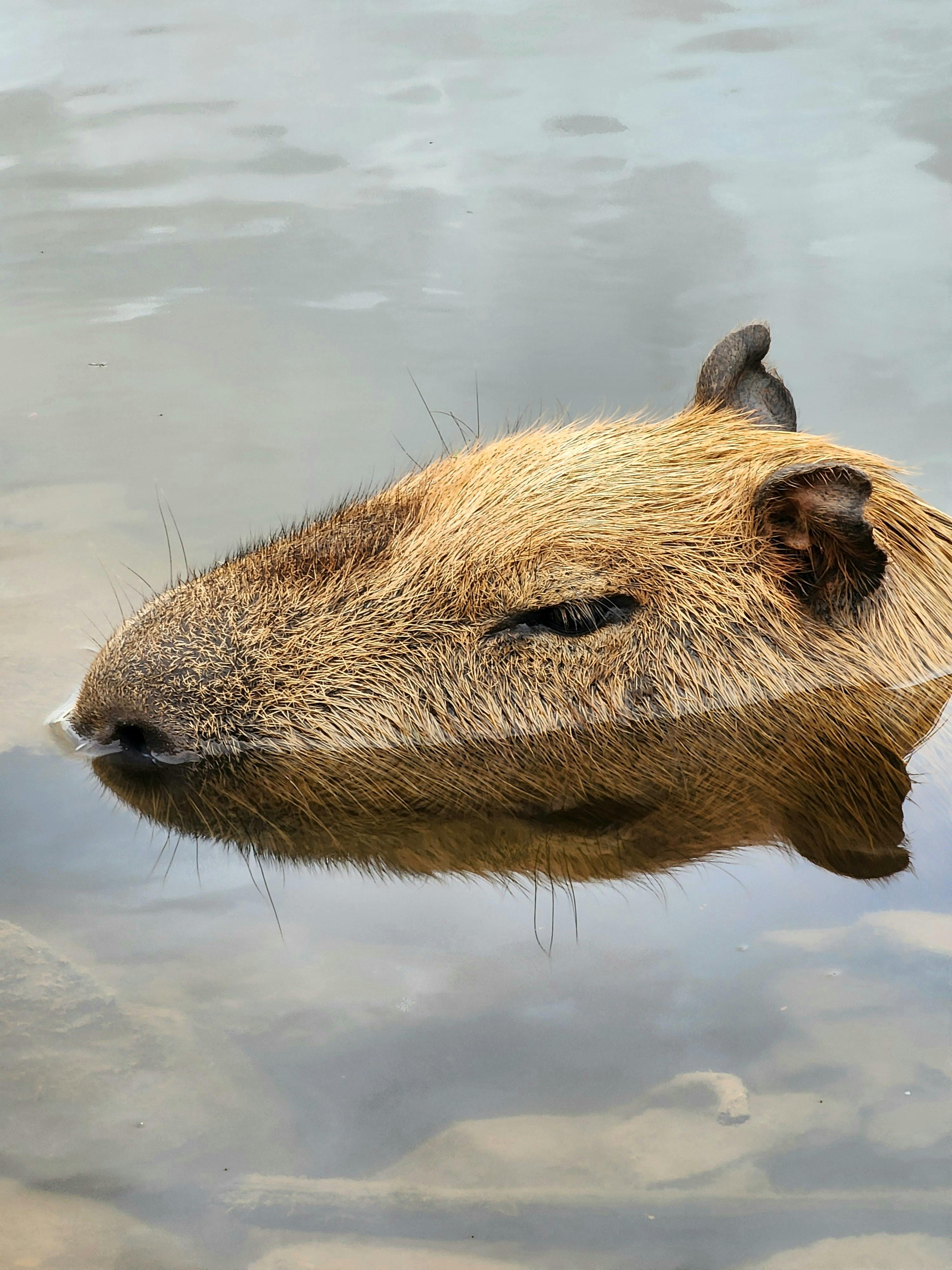 Brazilian Rodent Photos, Download The BEST Free Brazilian Rodent Stock ...