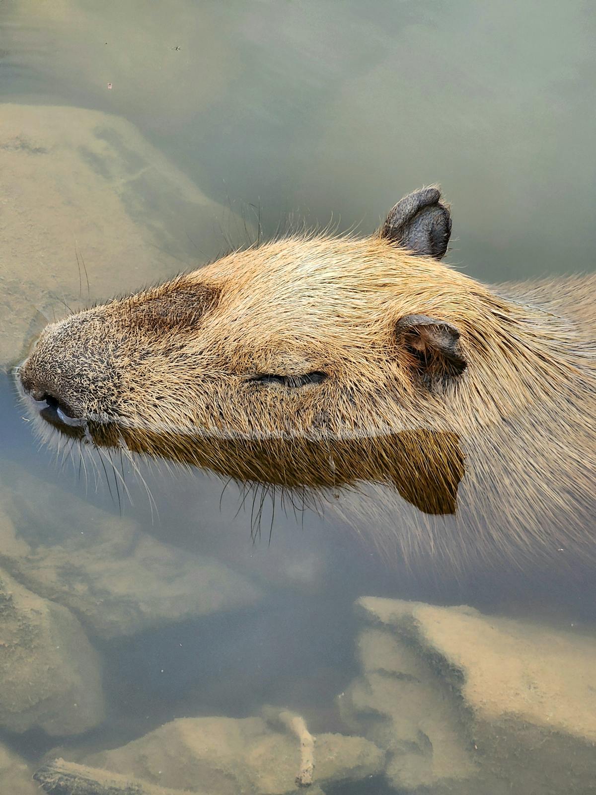 Beaver Photos, Download The BEST Free Beaver Stock Photos & HD Images