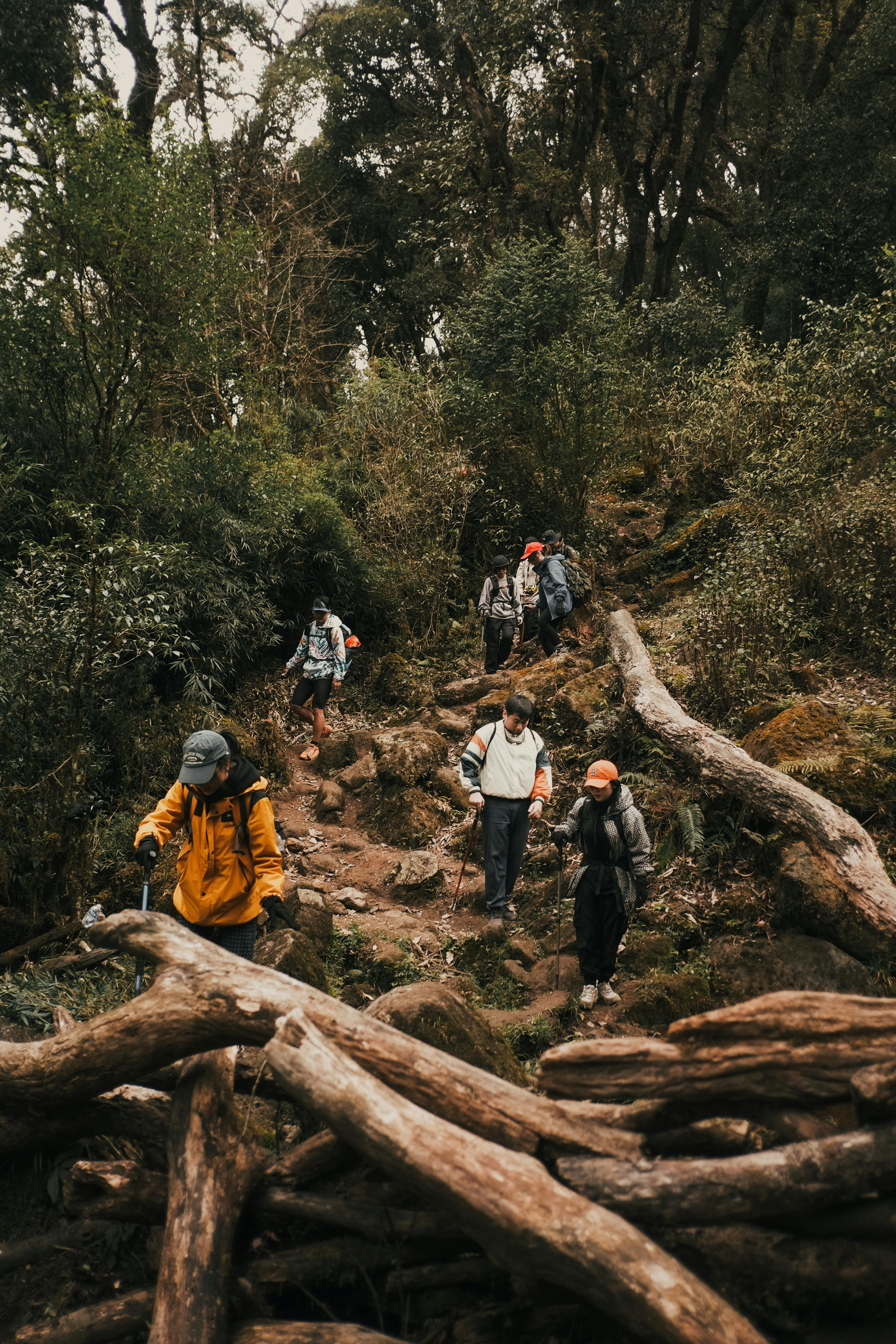 People walking down a trail with logs on it · Free Stock Photo