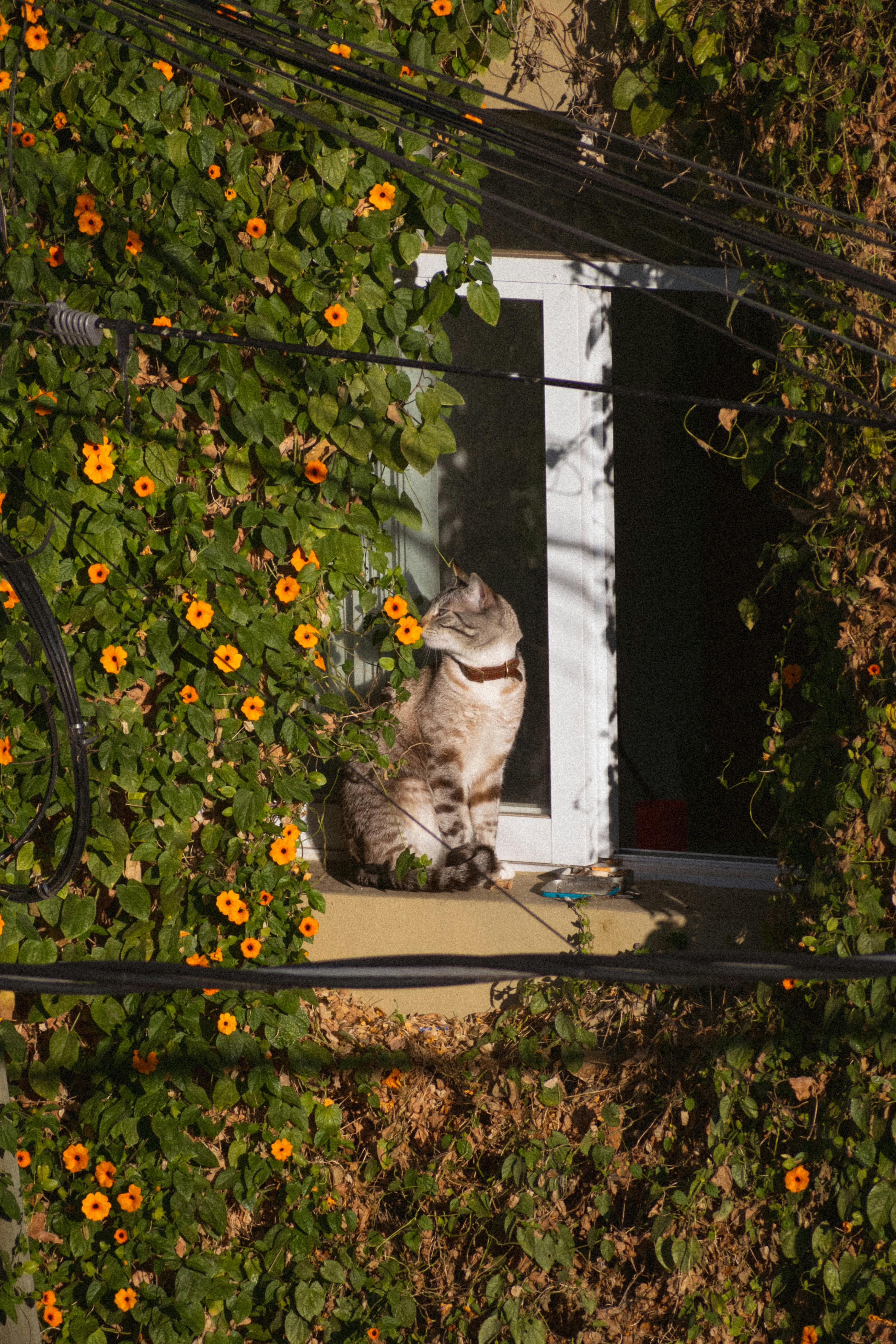 Cat Sitting in Windows · Free Stock Photo