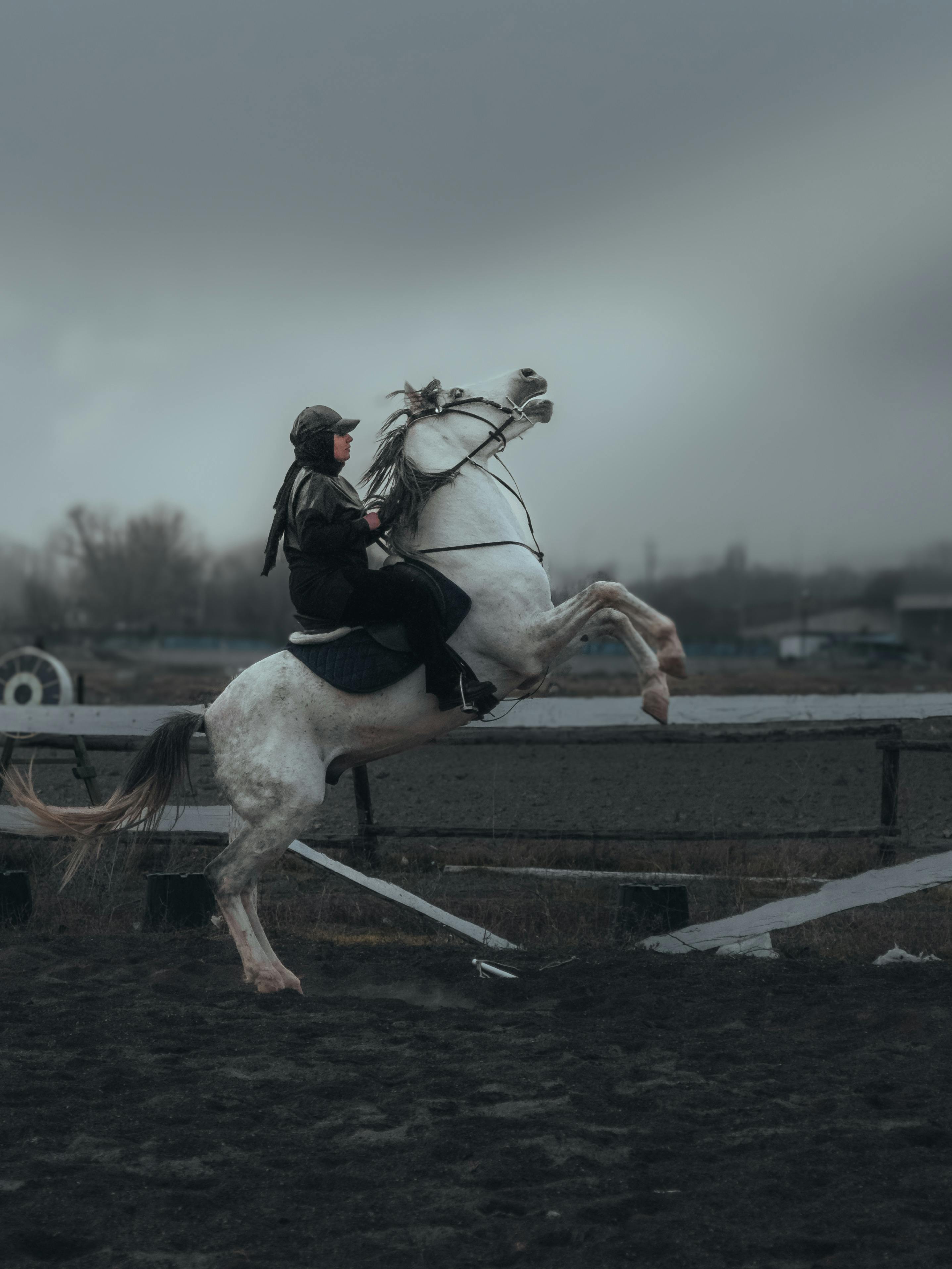 Woman Riding White Horse · Free Stock Photo