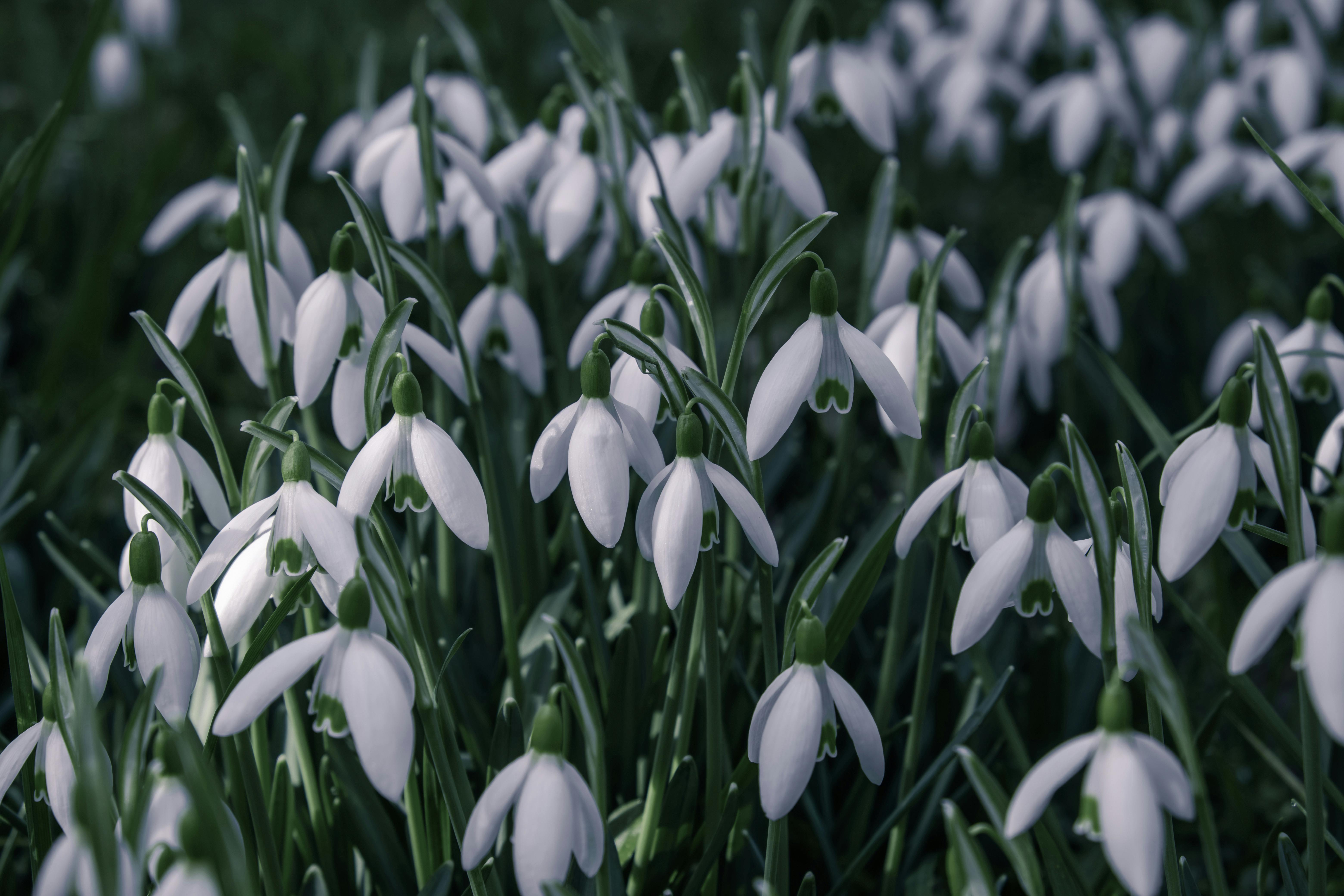Field of Snowdrops · Free Stock Photo