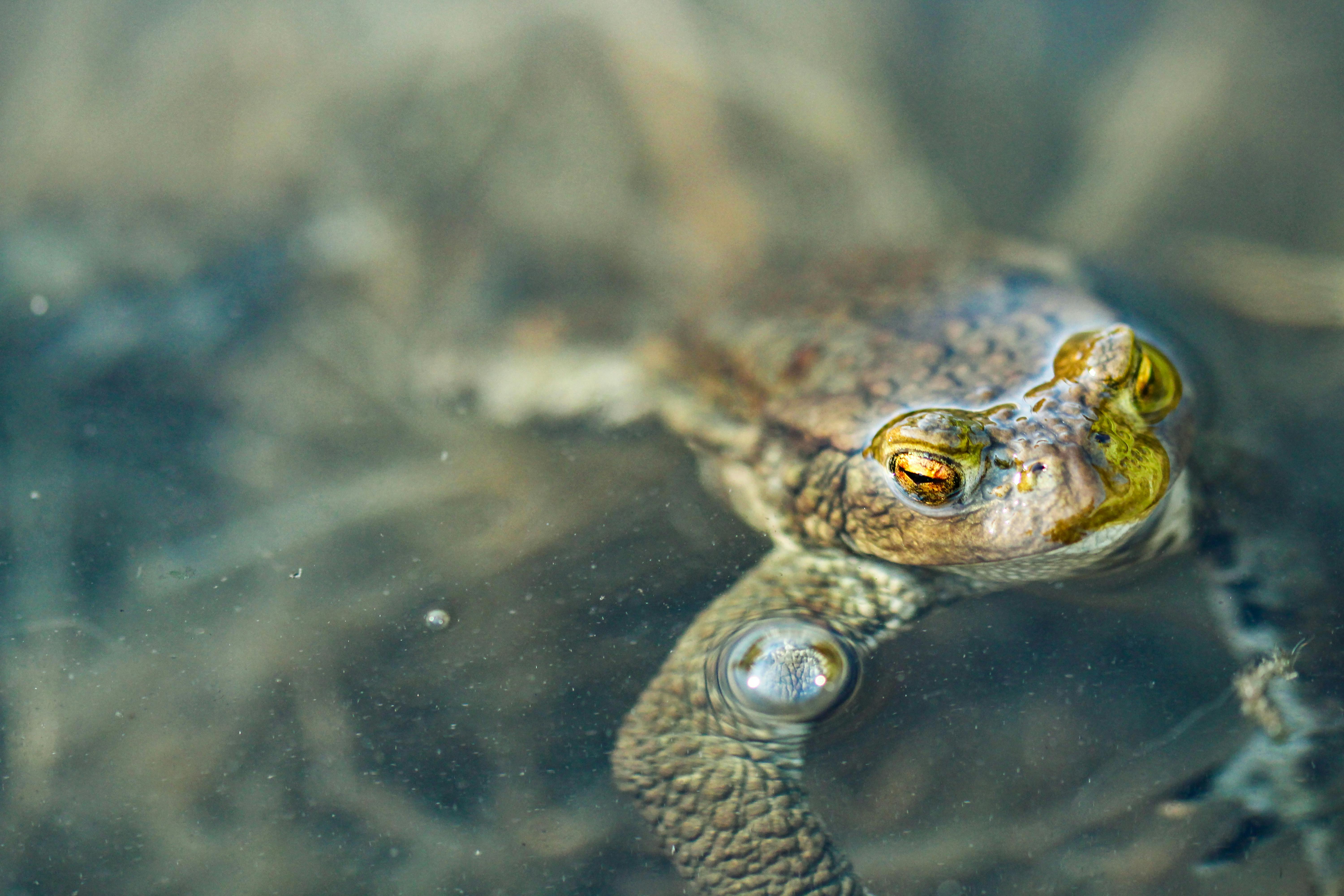 Frog in Nature · Free Stock Photo