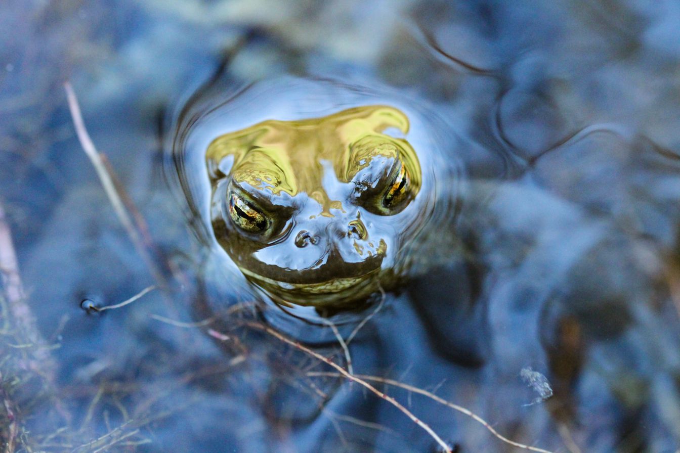 Titicaca Water Frog: Largest Aquatic Amphibian in the World