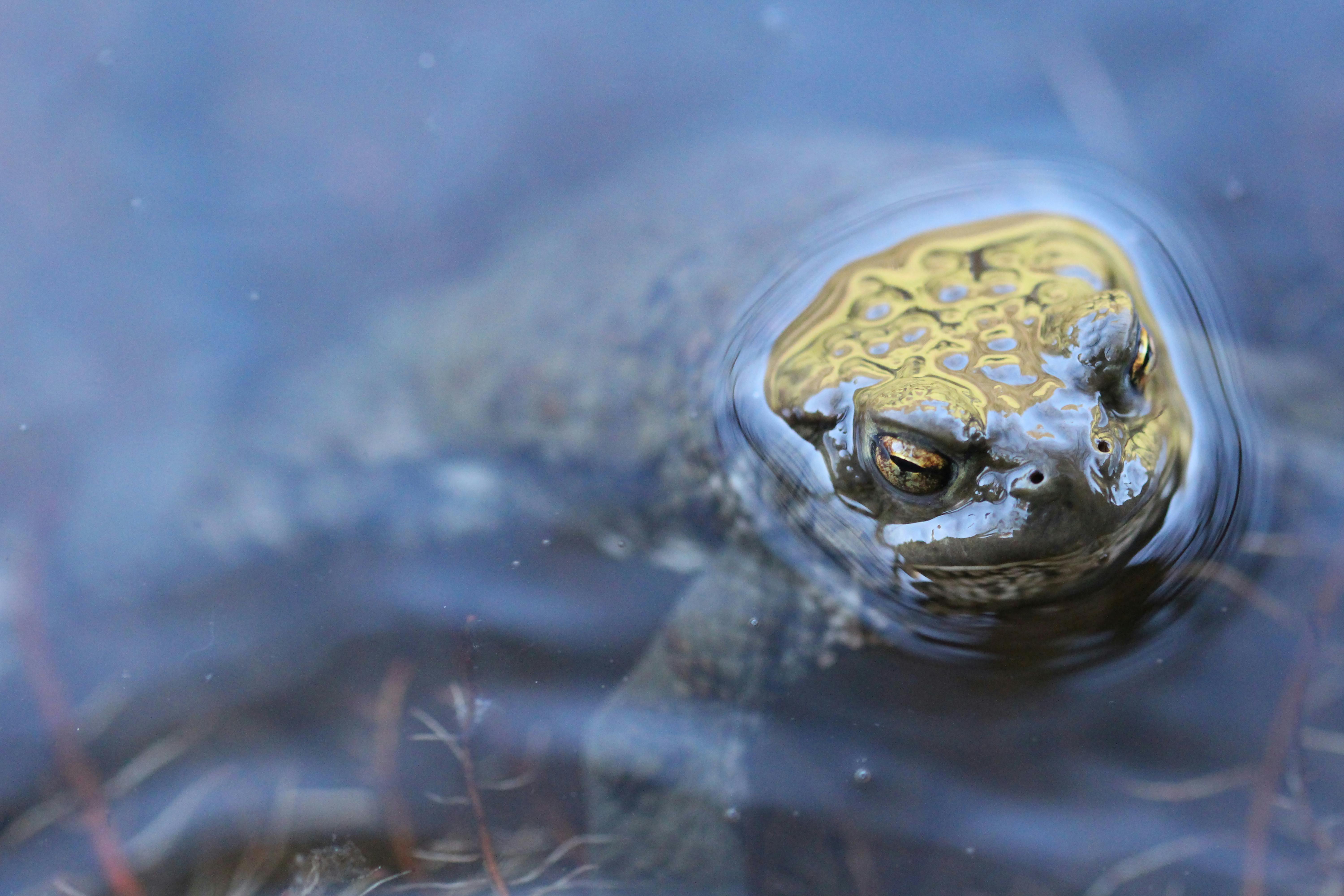 Brown and Black Frog · Free Stock Photo