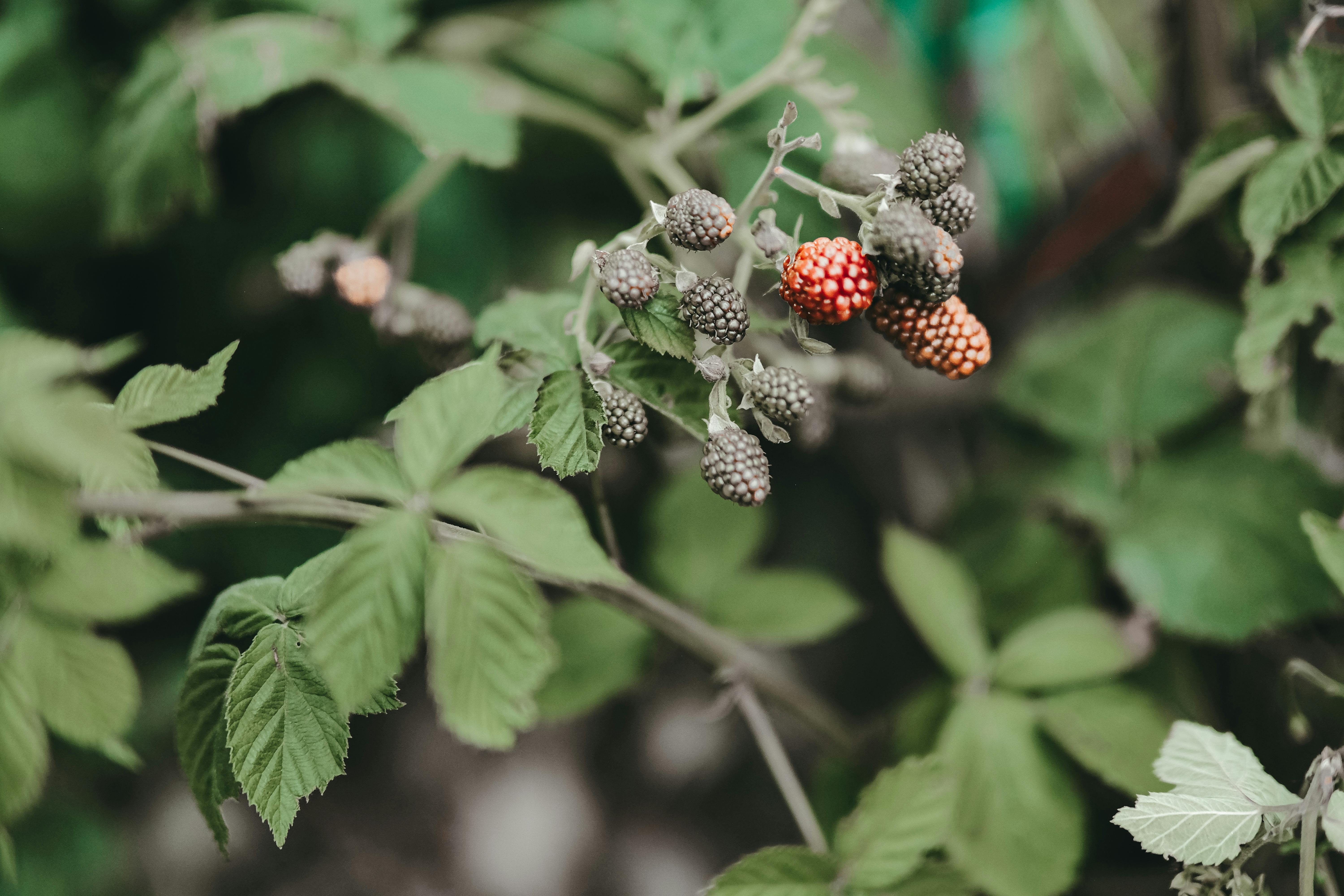 Brambles Photos, Download The BEST Free Brambles Stock Photos & HD Images