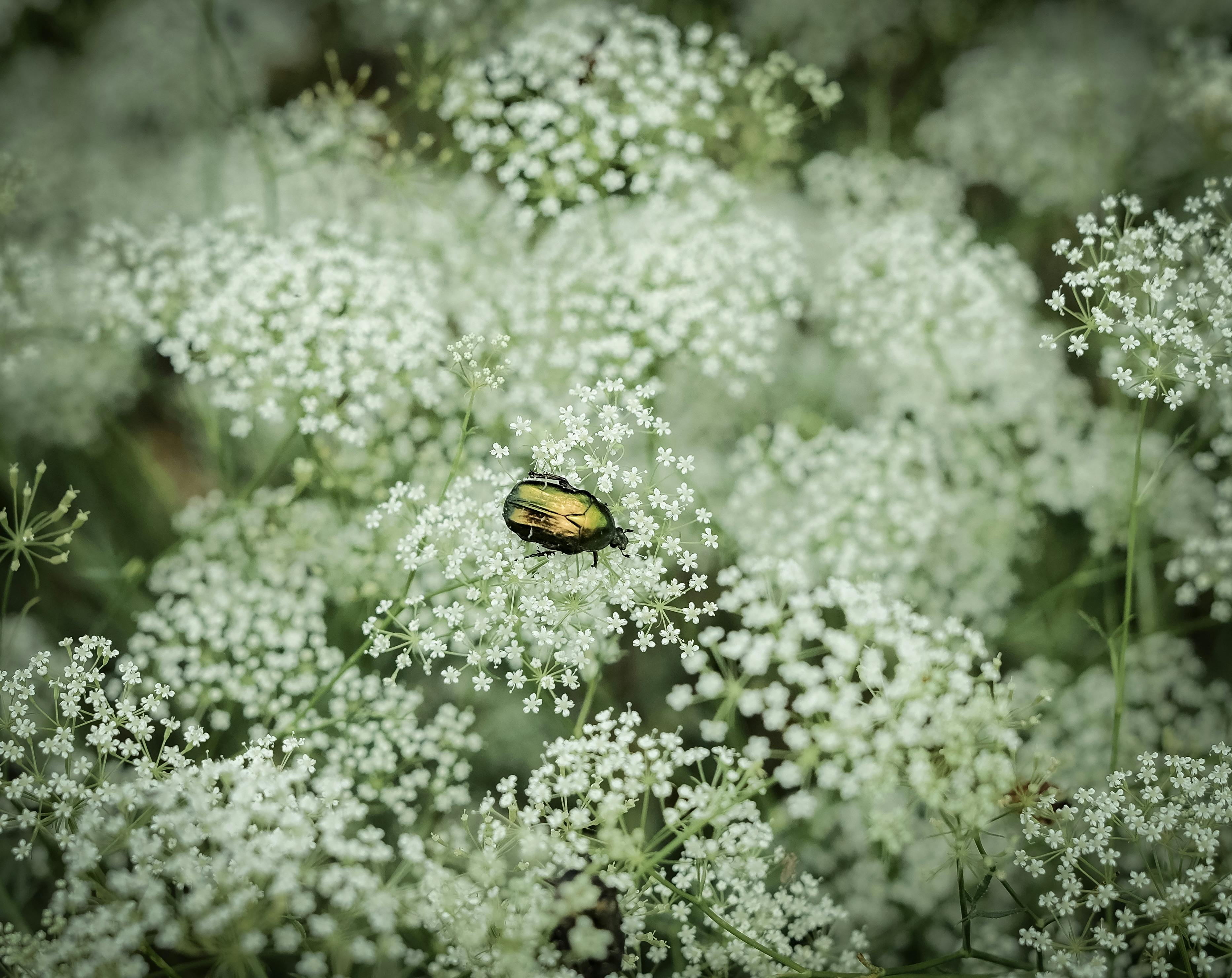 Japanese Beetles in Wisconsin: What You Need to Know in 2024
