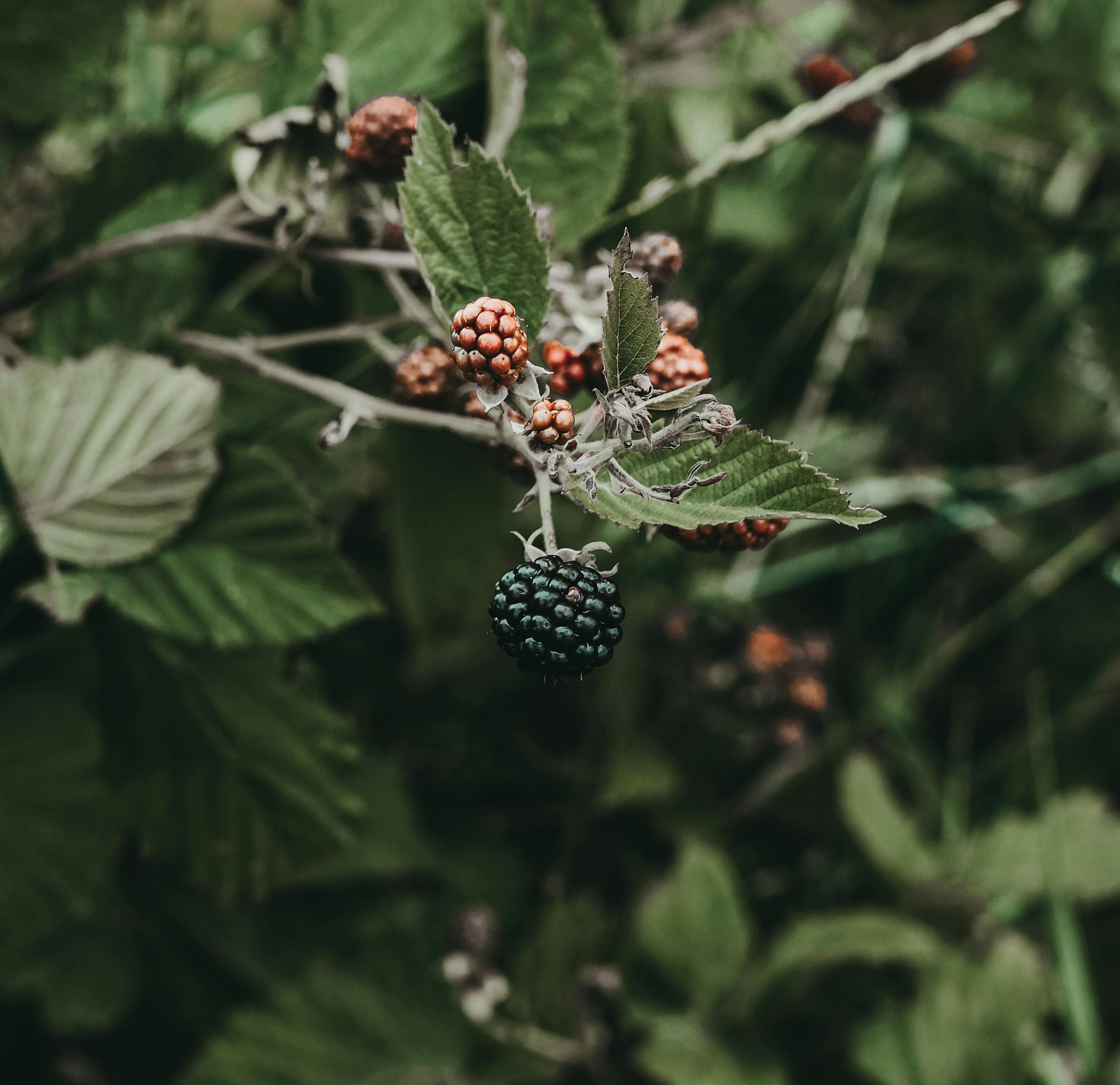 Brambles Photos, Download The BEST Free Brambles Stock Photos & HD Images