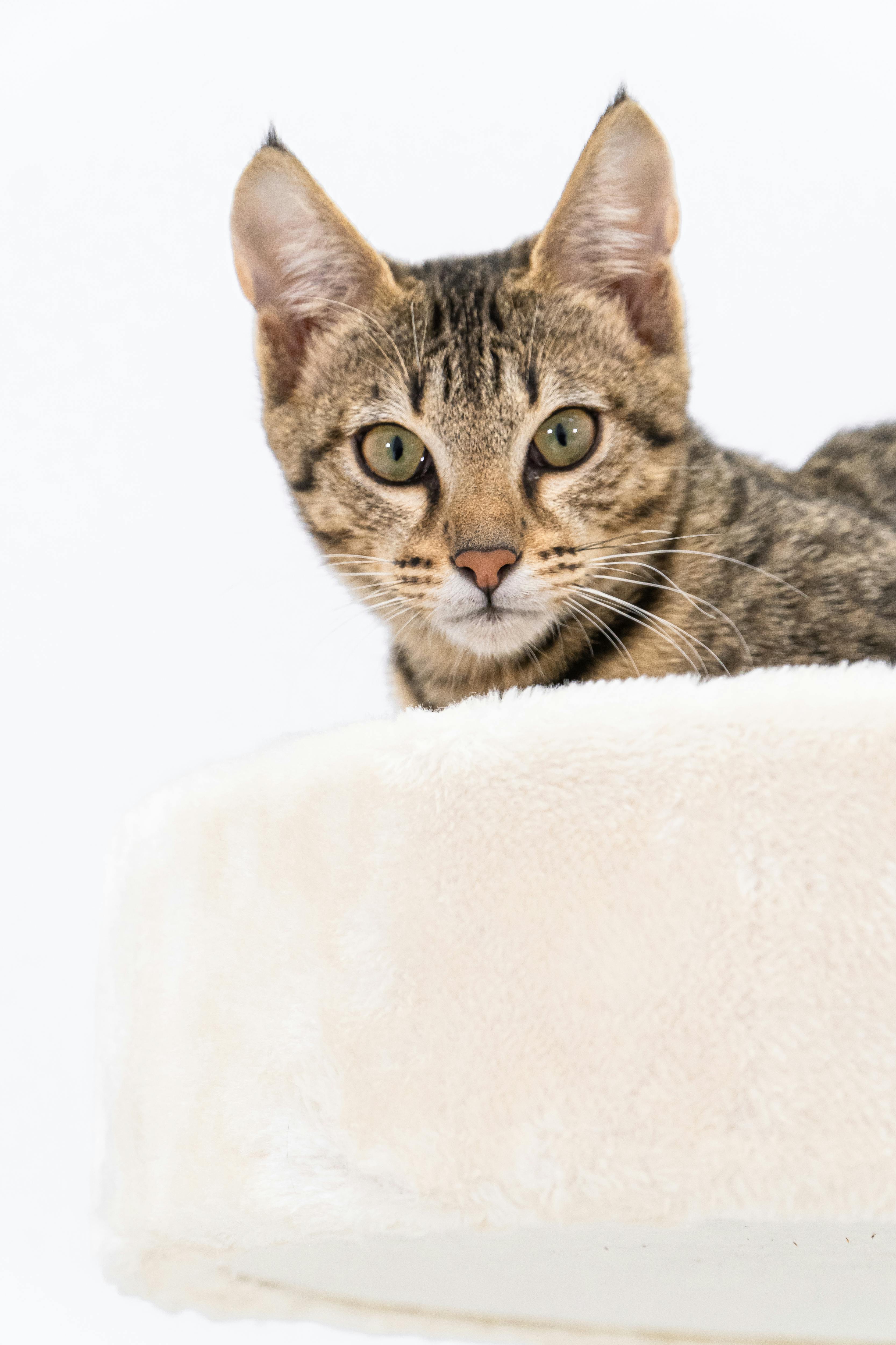 Photo of a Lying Cat · Free Stock Photo