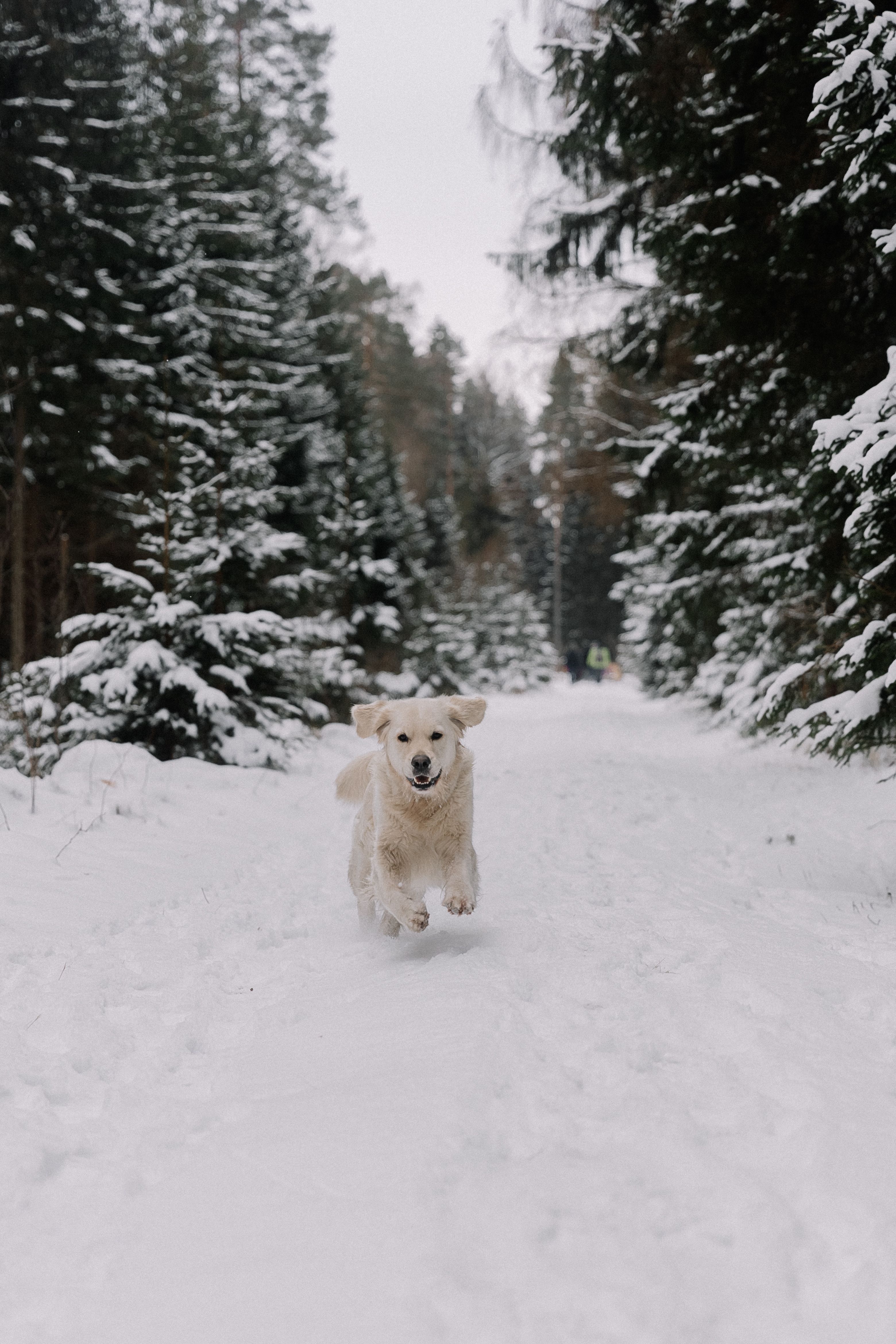 A white dog running through the snow in the woods · Free Stock Photo