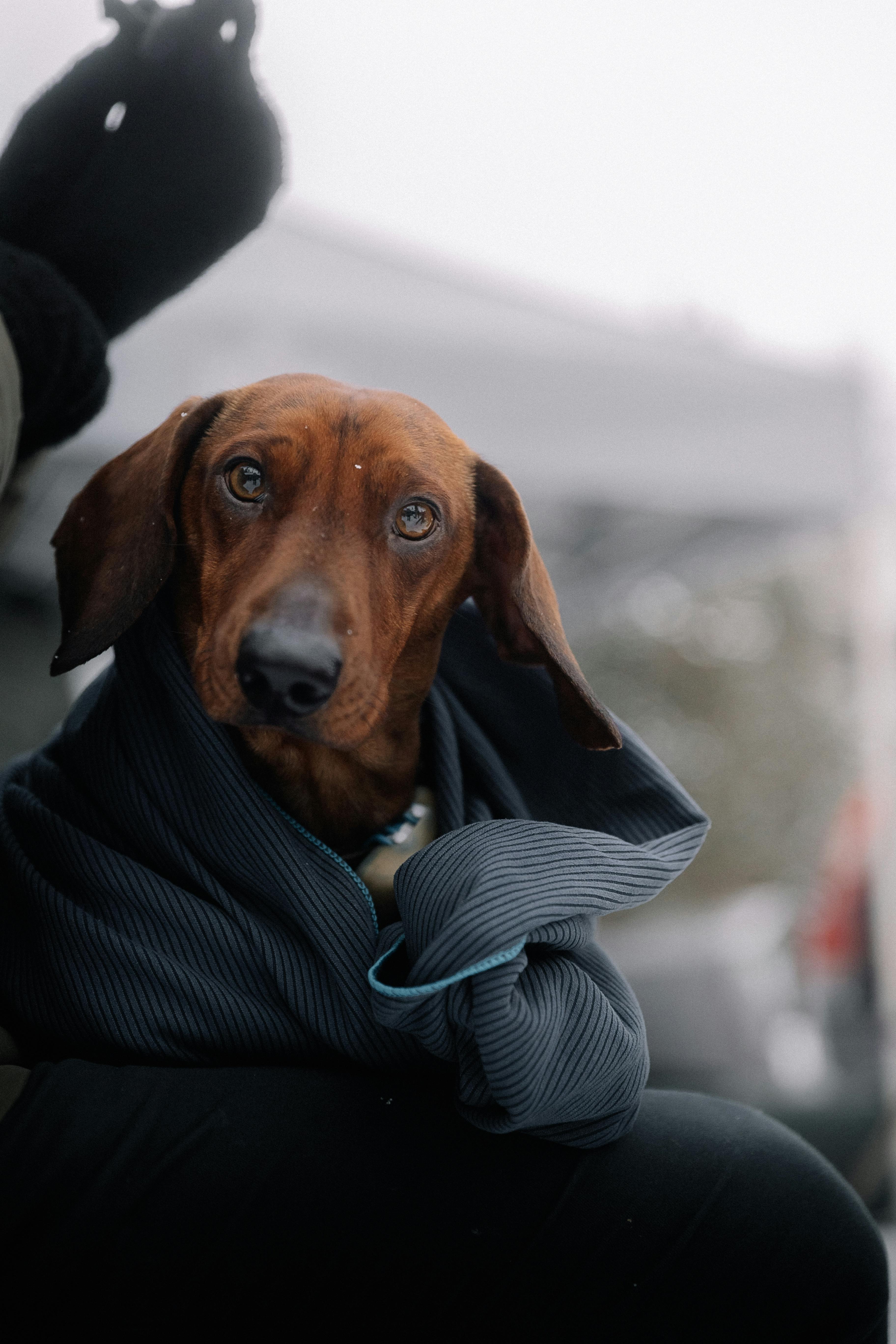 Teckel Dog Photos, Download The BEST Free Teckel Dog Stock Photos & HD ...