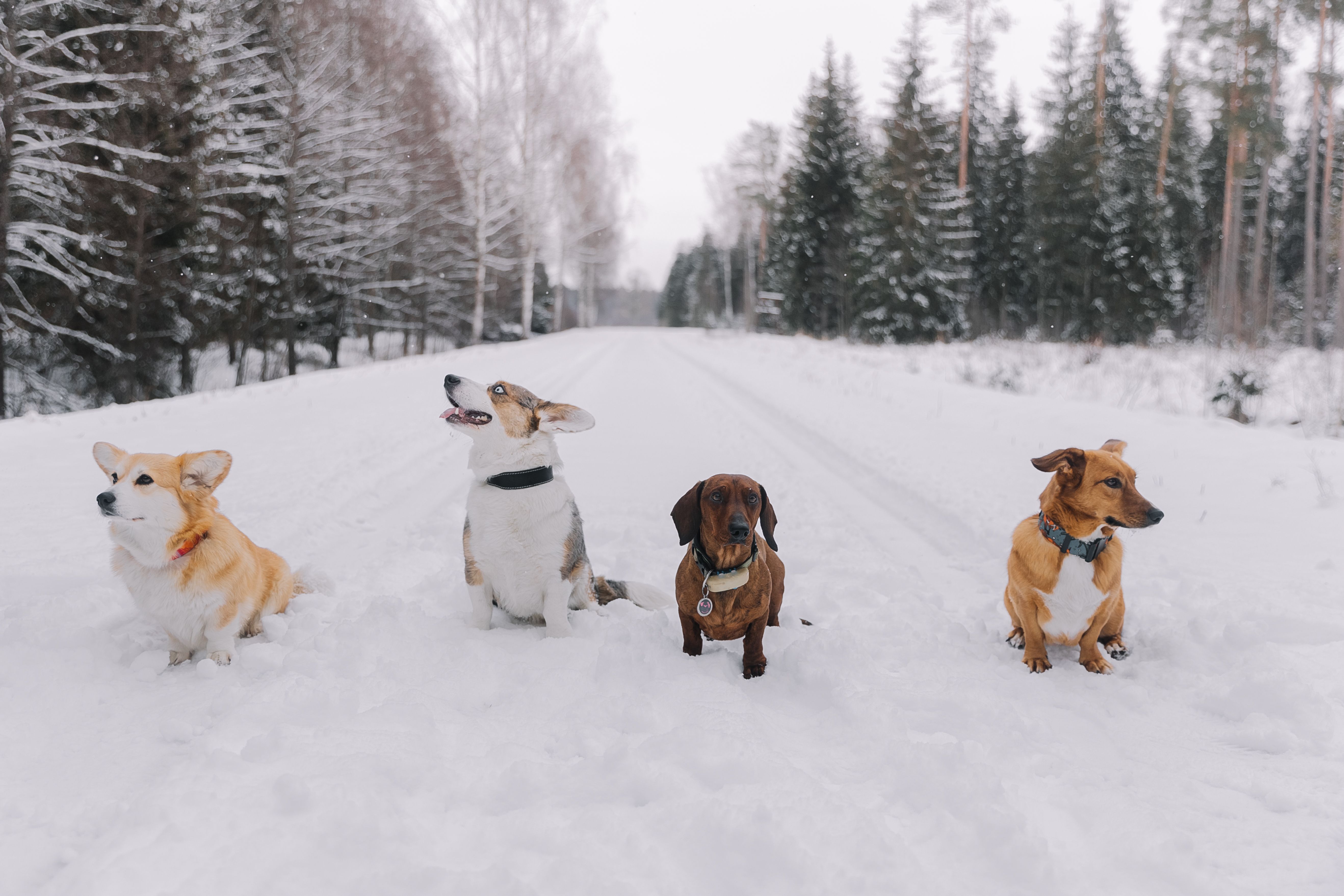 Four Dogs on Snow · Free Stock Photo