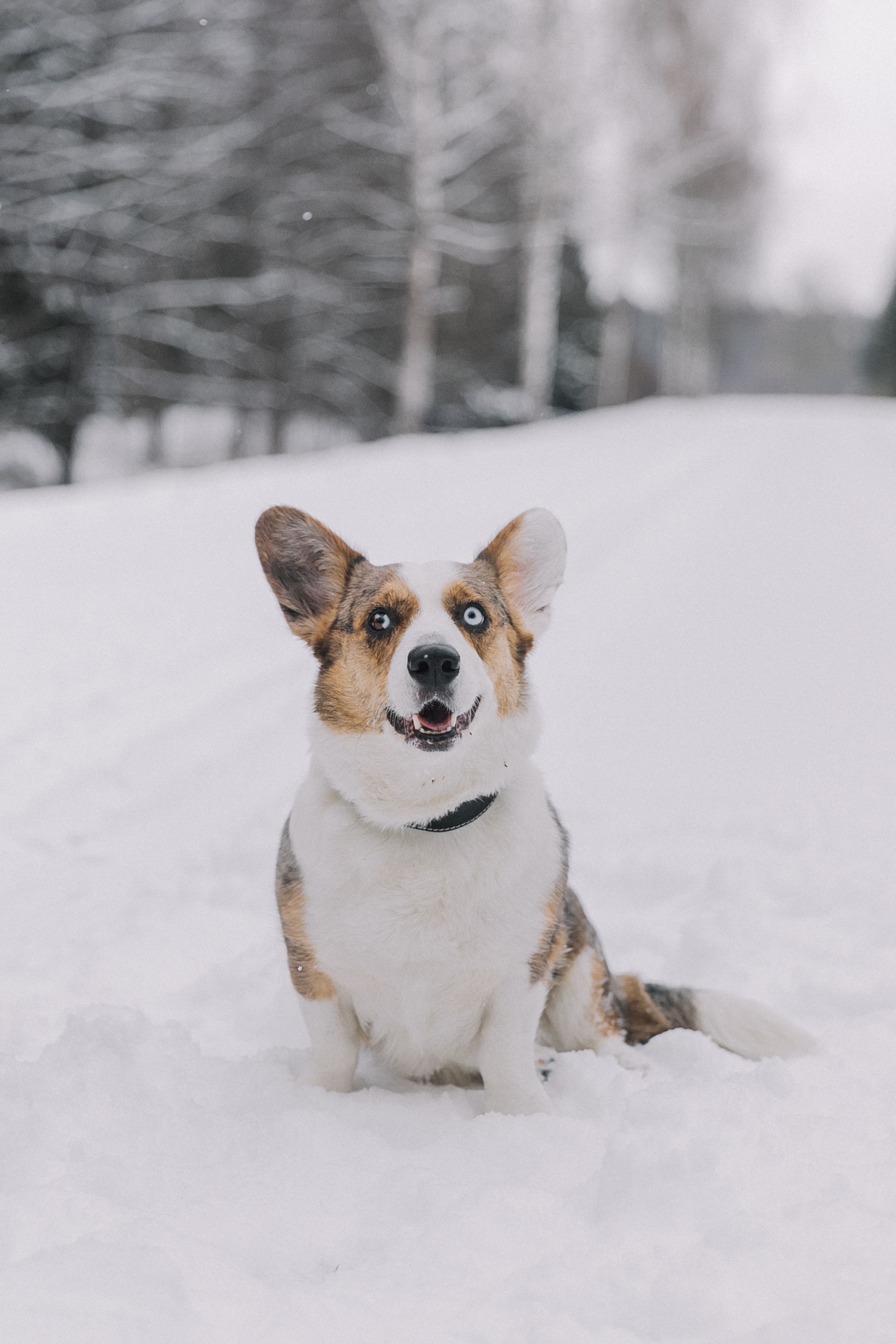 Pembroke Welsh Corgi Lying on the Sand Under White Cloud Blue Sky ...