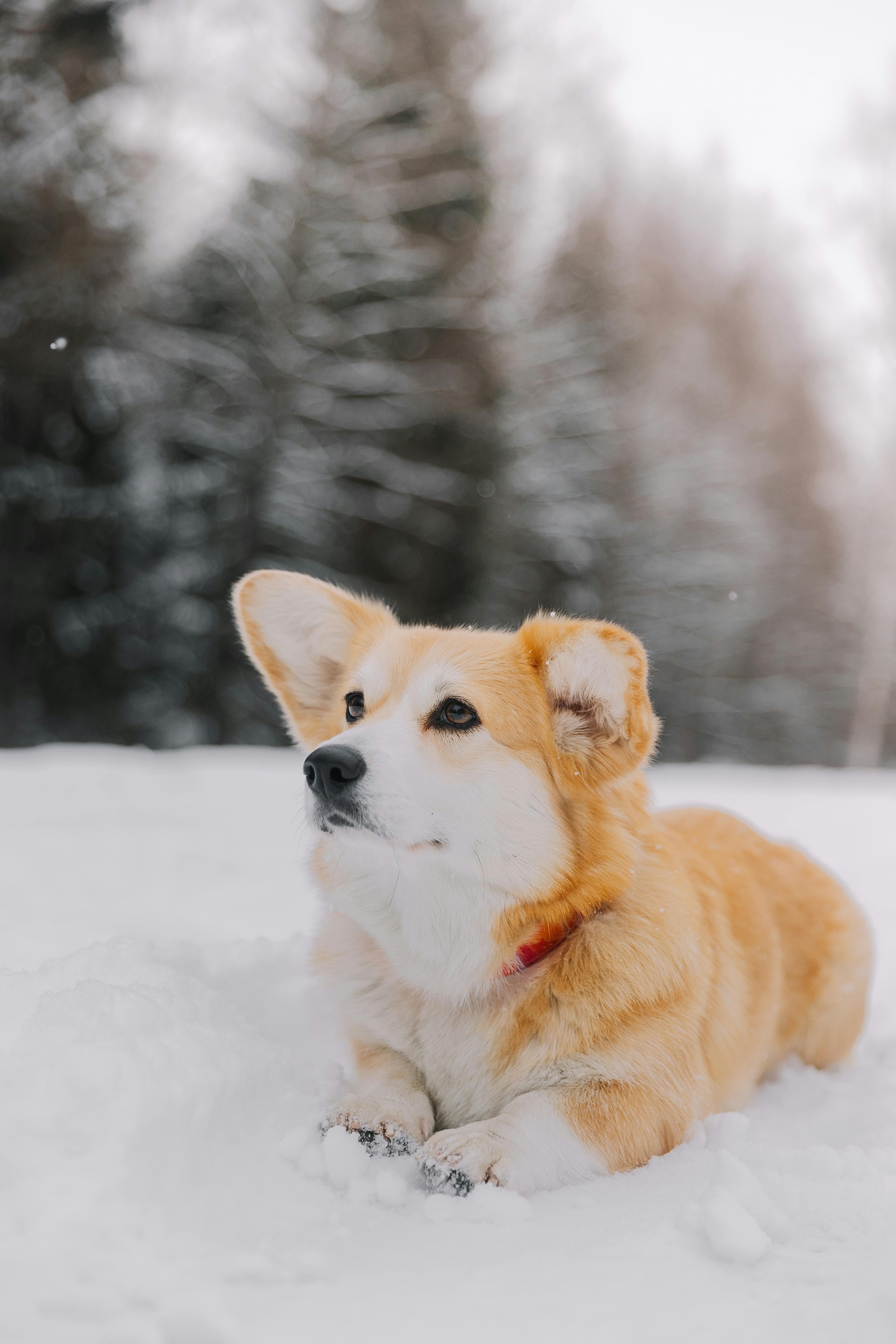 4k Pets Photos, Download The BEST Free 4k Pets Stock Photos & HD Images