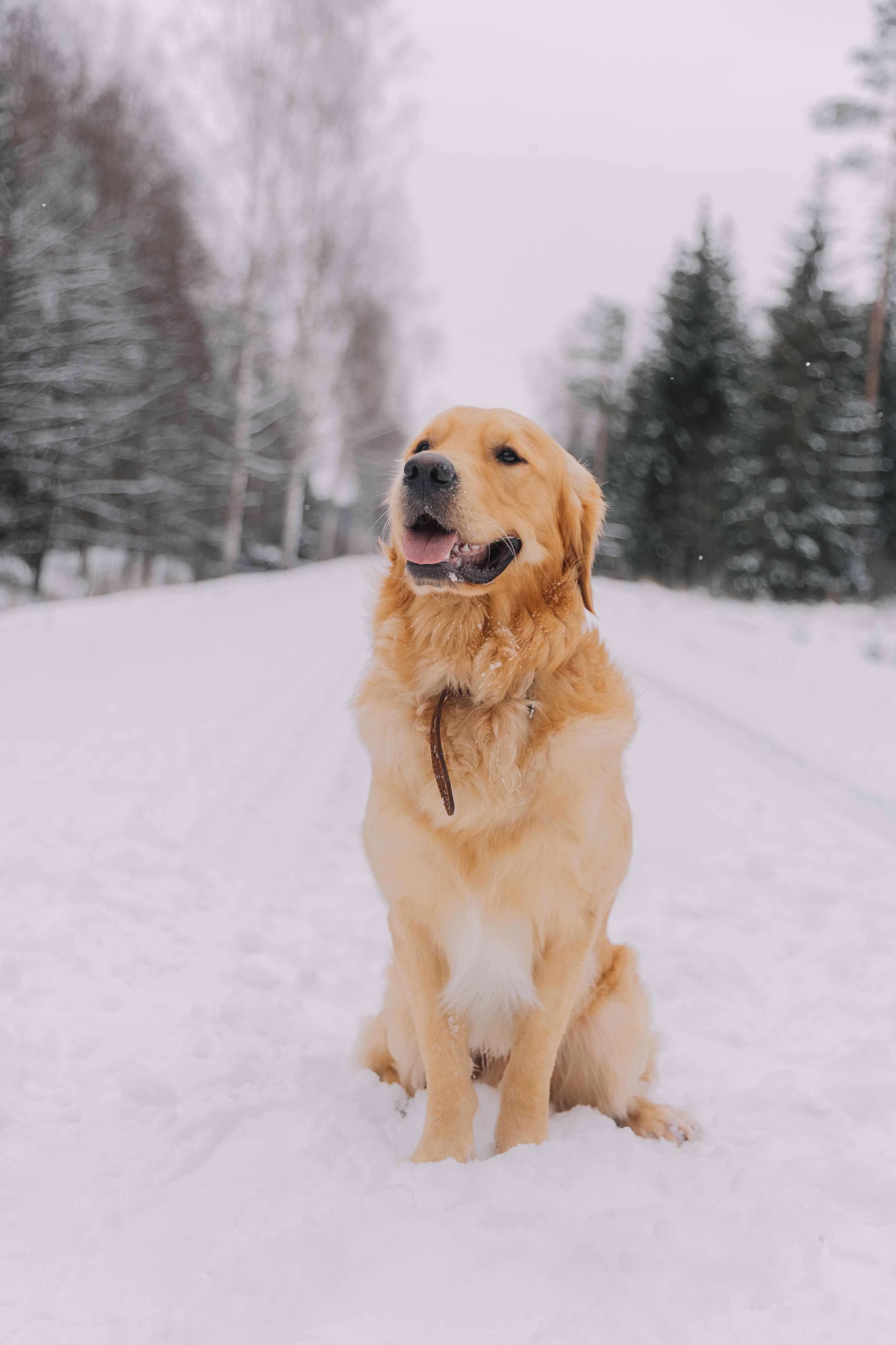 Adult Golden Retriever Close-up Photo · Free Stock Photo