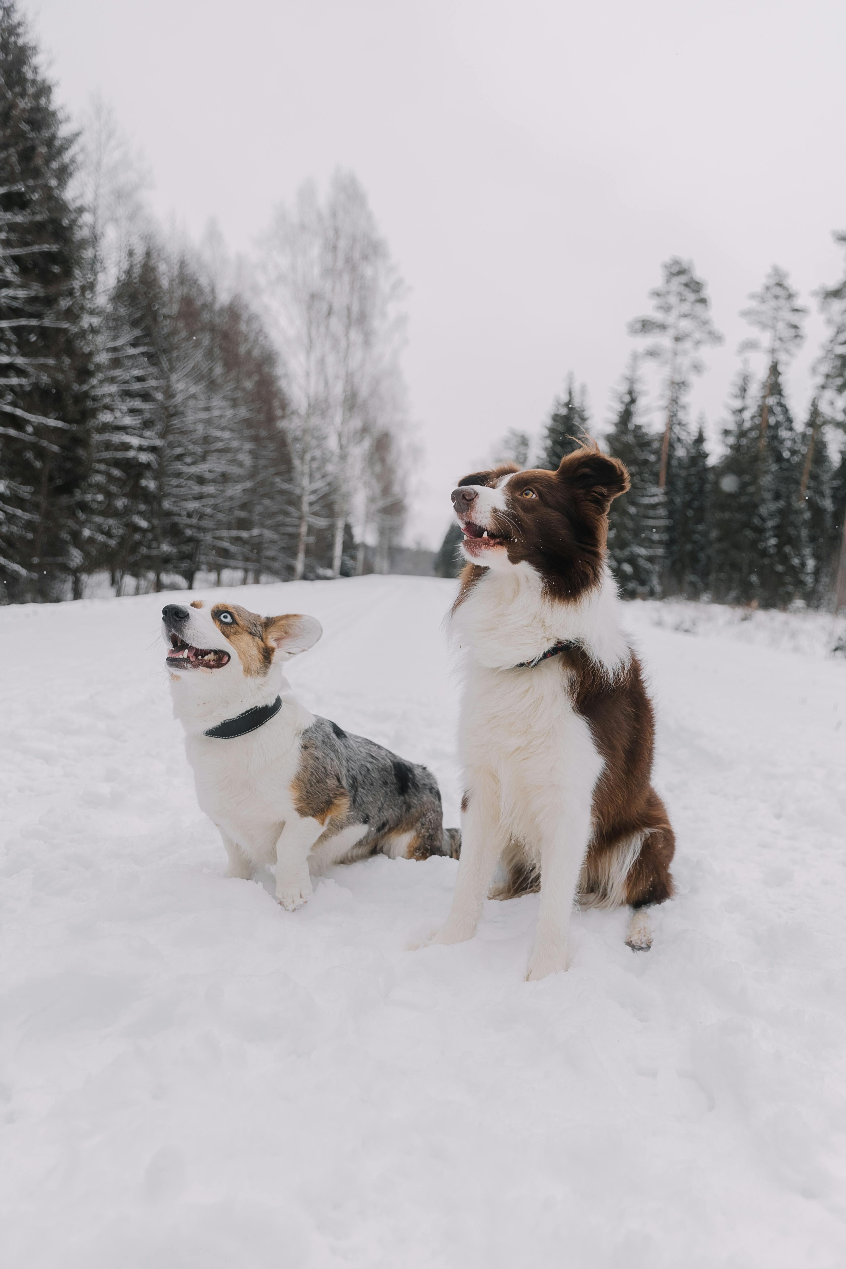 Sled Dog Races Photos, Download The BEST Free Sled Dog Races Stock ...