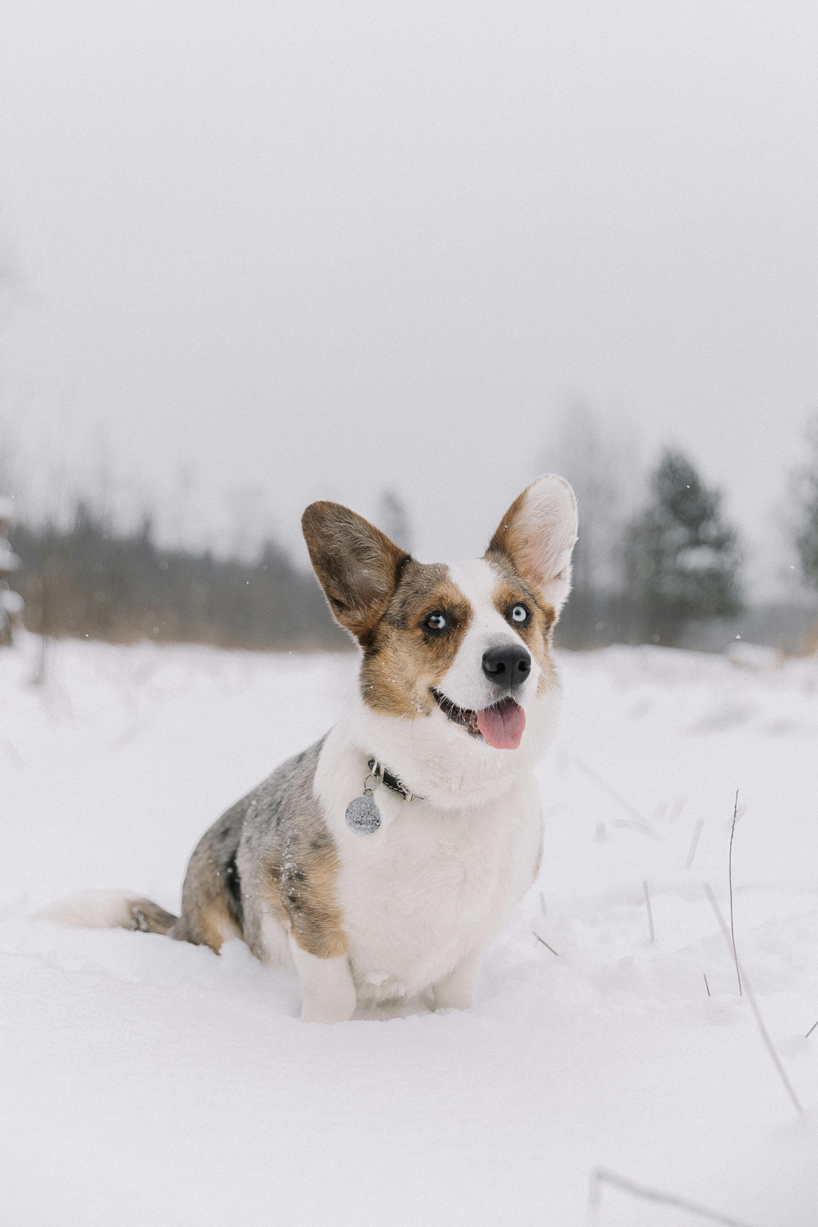 A Corgi Dog Sitting on a Snowy Field · Free Stock Photo