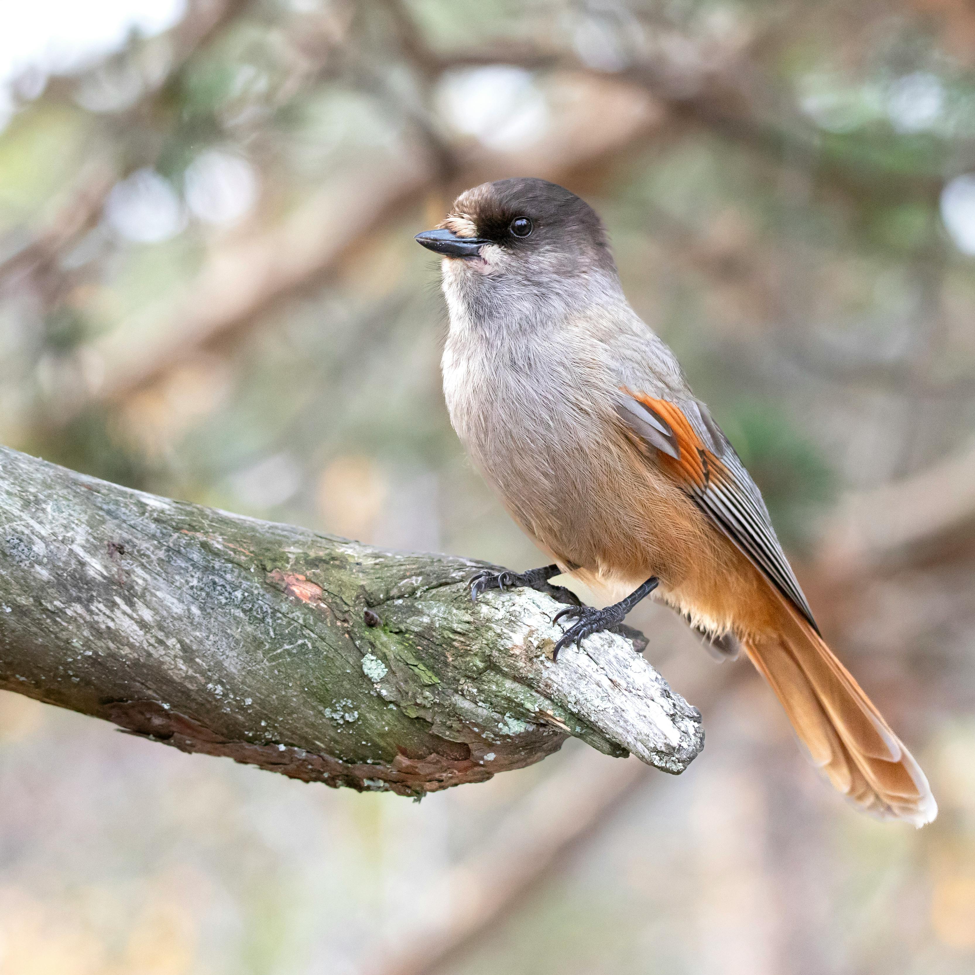 Siberian Jay Bird · Free Stock Photo