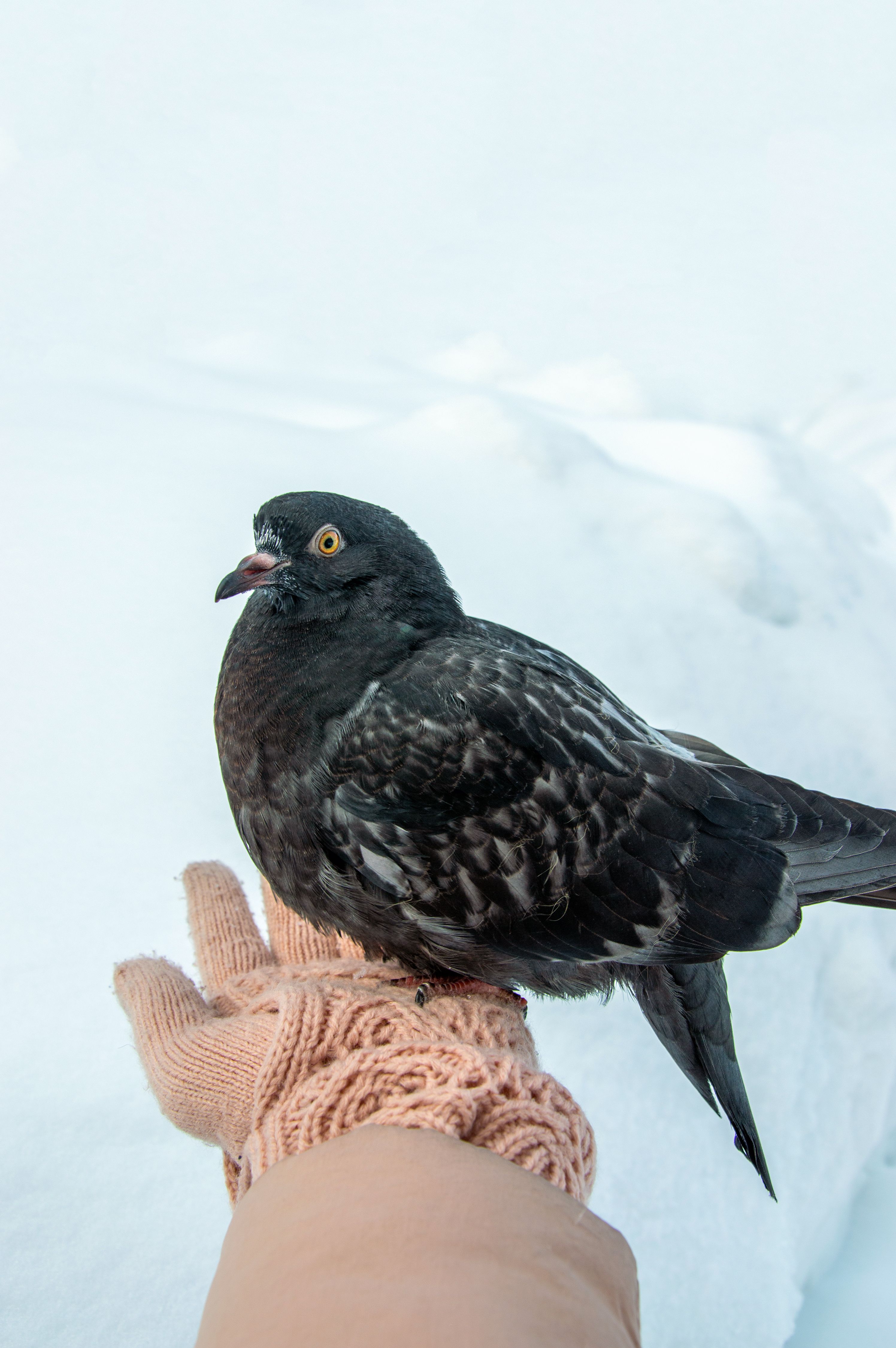 Pigeon Sitting on Hand · Free Stock Photo