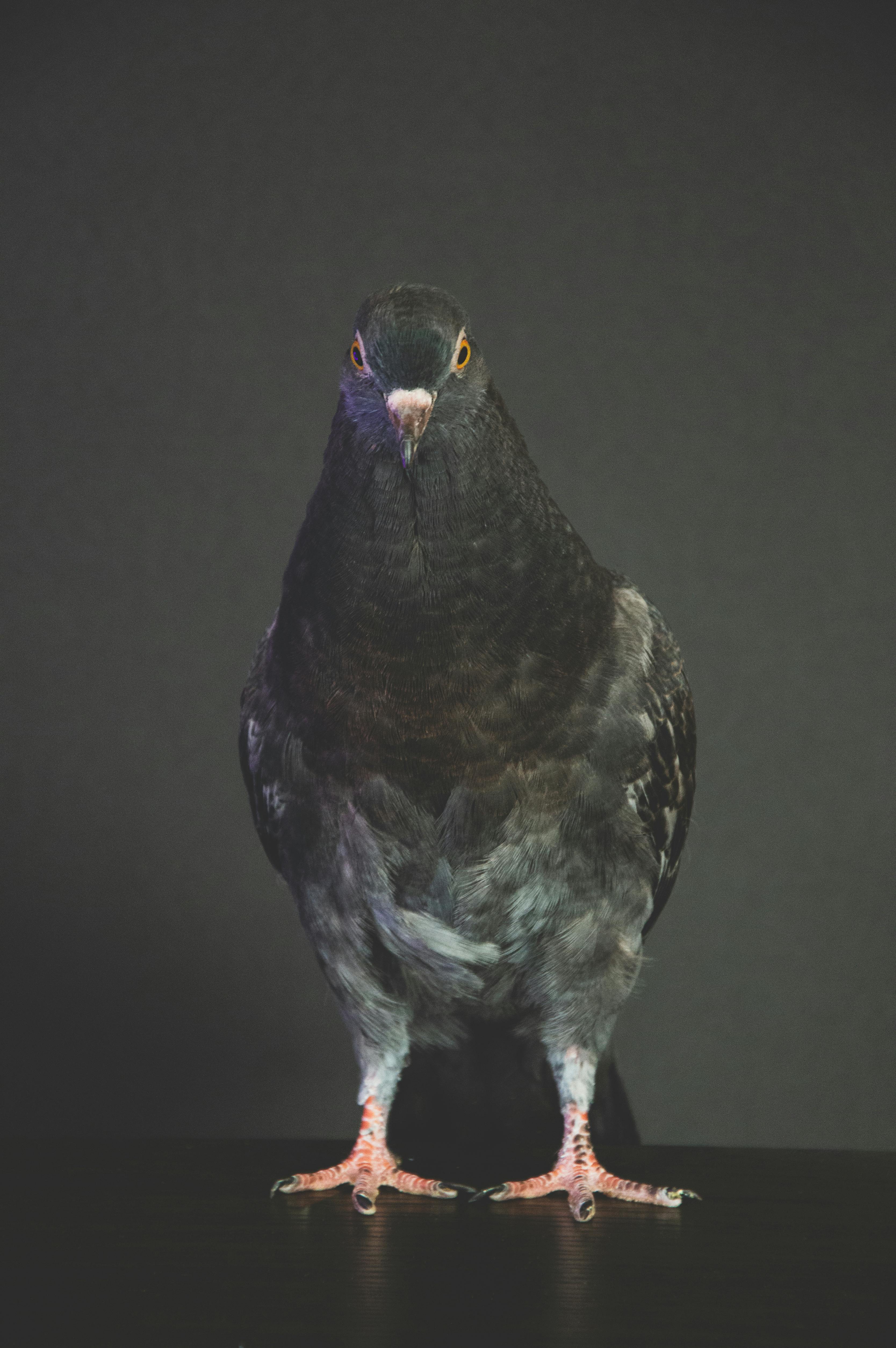 Close-up of a Pigeon against Gray Background · Free Stock Photo