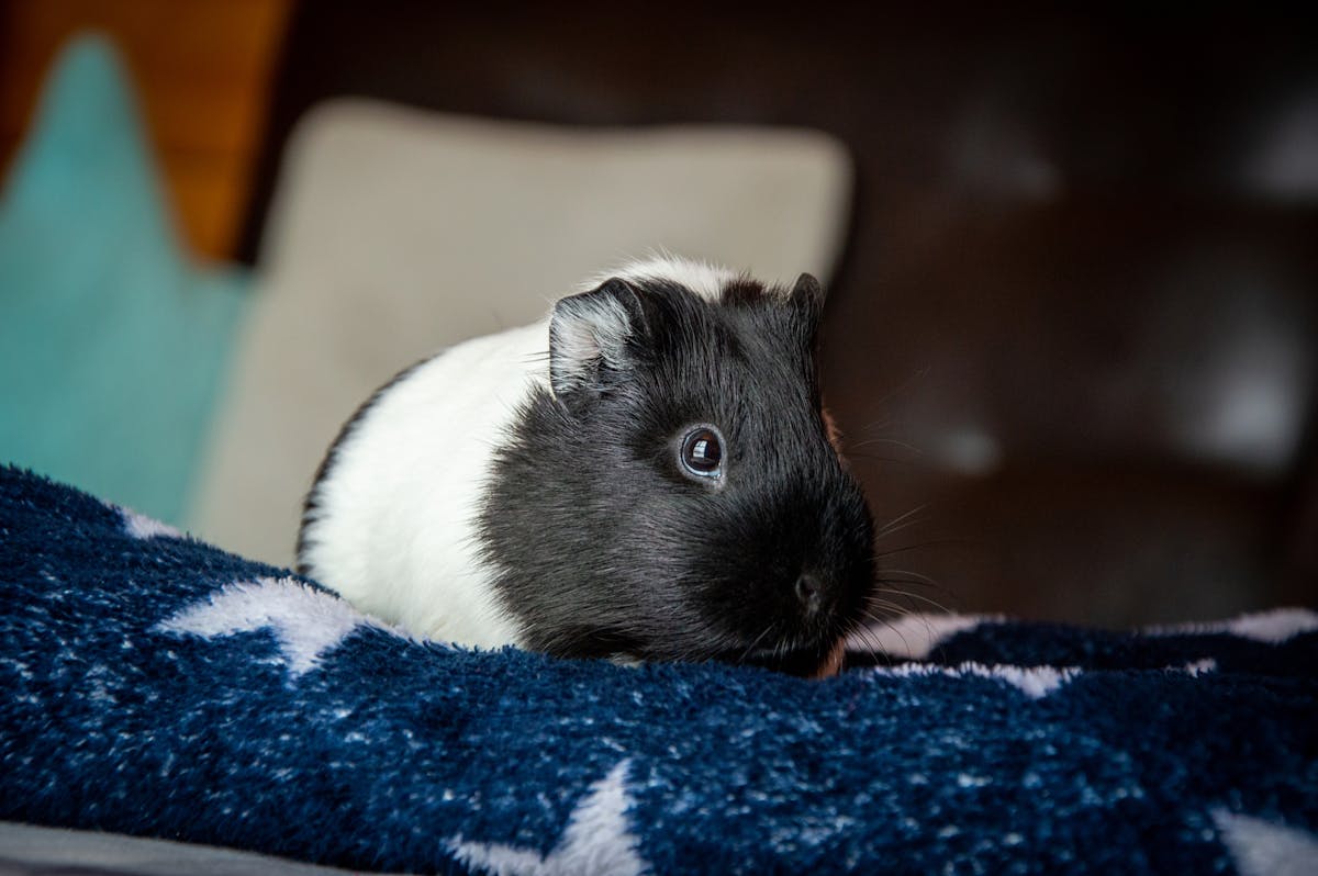 Guinea Photos, Download The BEST Free Guinea Stock Photos & HD Images