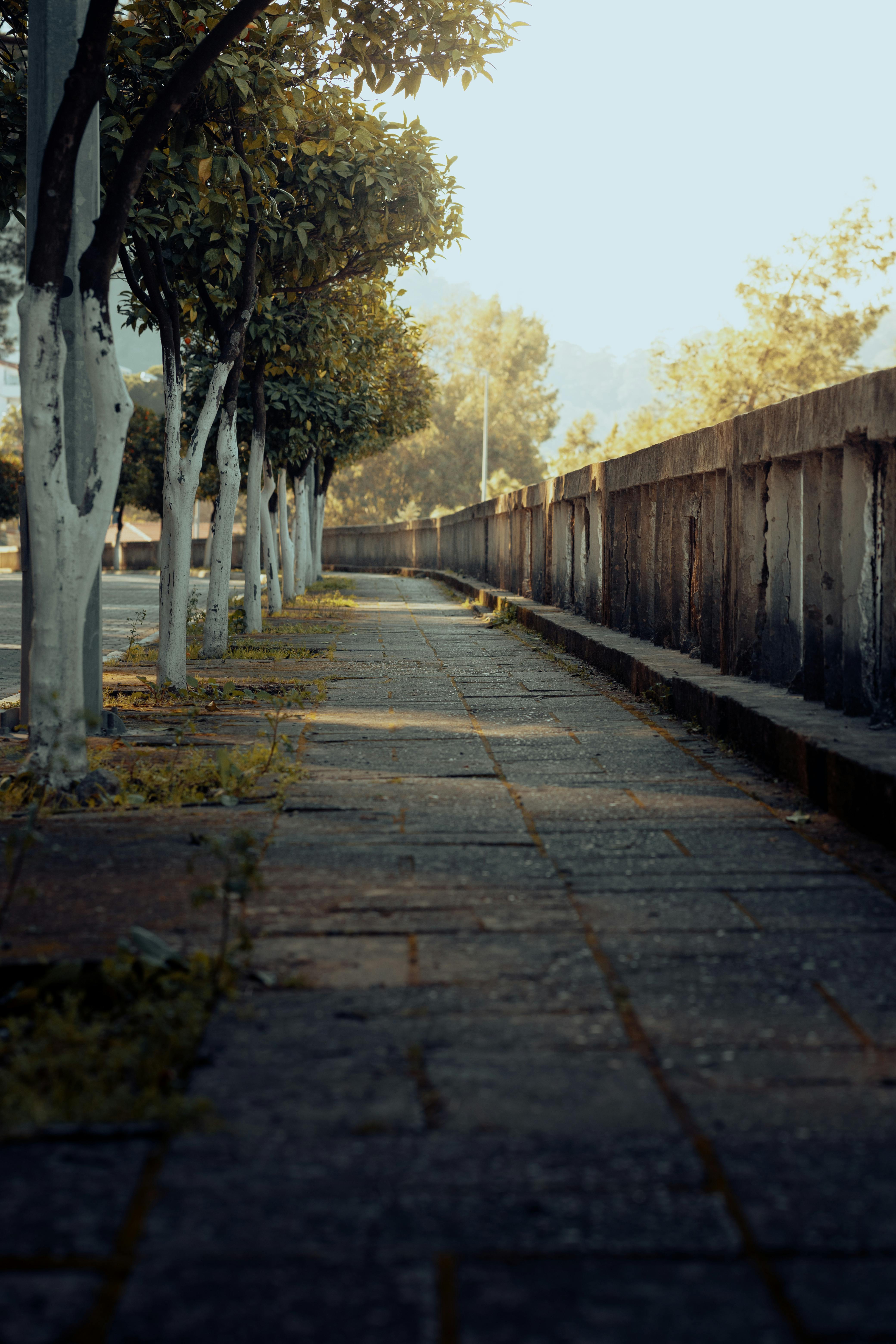 Trees by Empty Alley in Town · Free Stock Photo