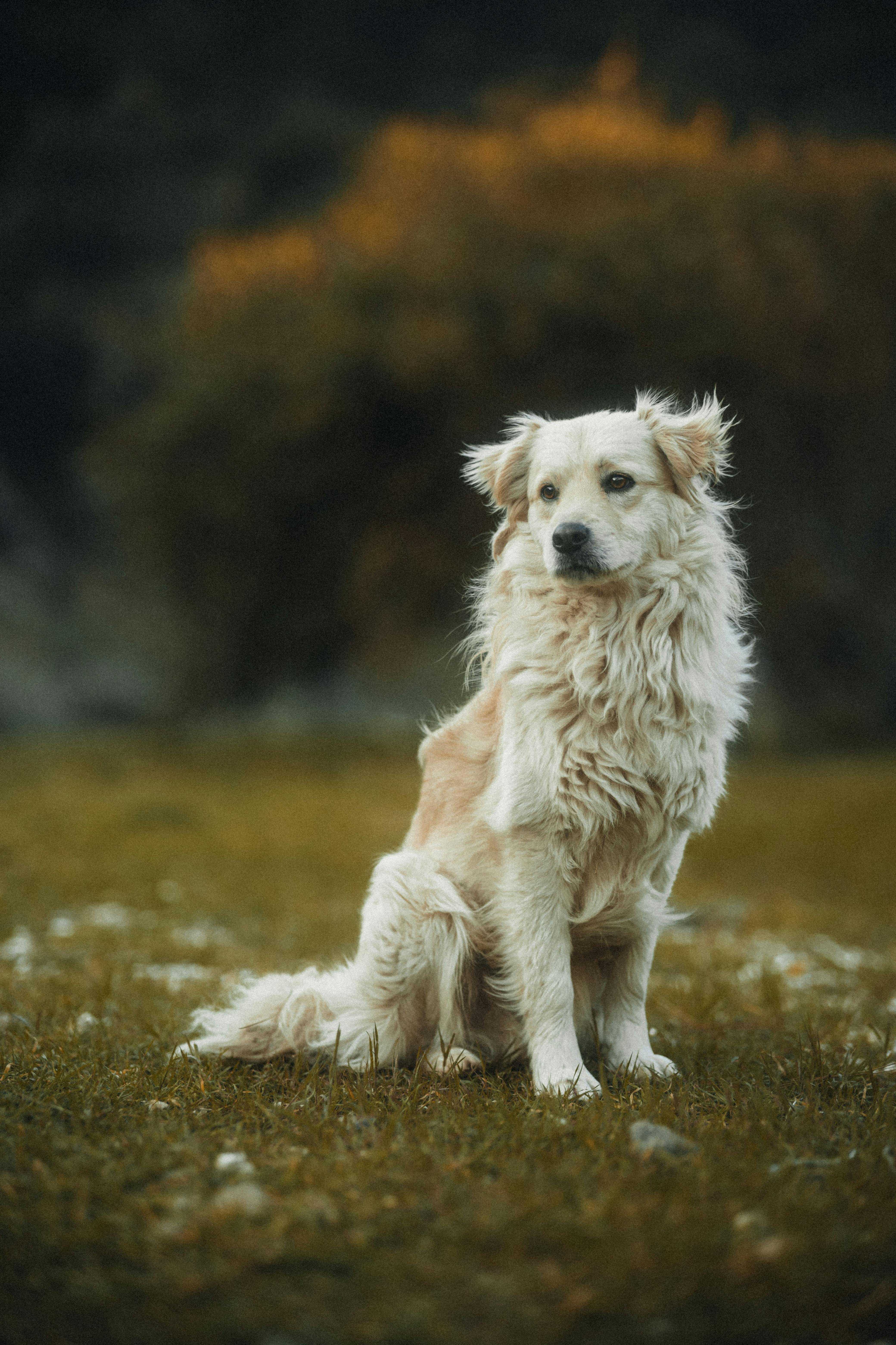 Dog Patience Photos, Download The BEST Free Dog Patience Stock Photos & HD Images