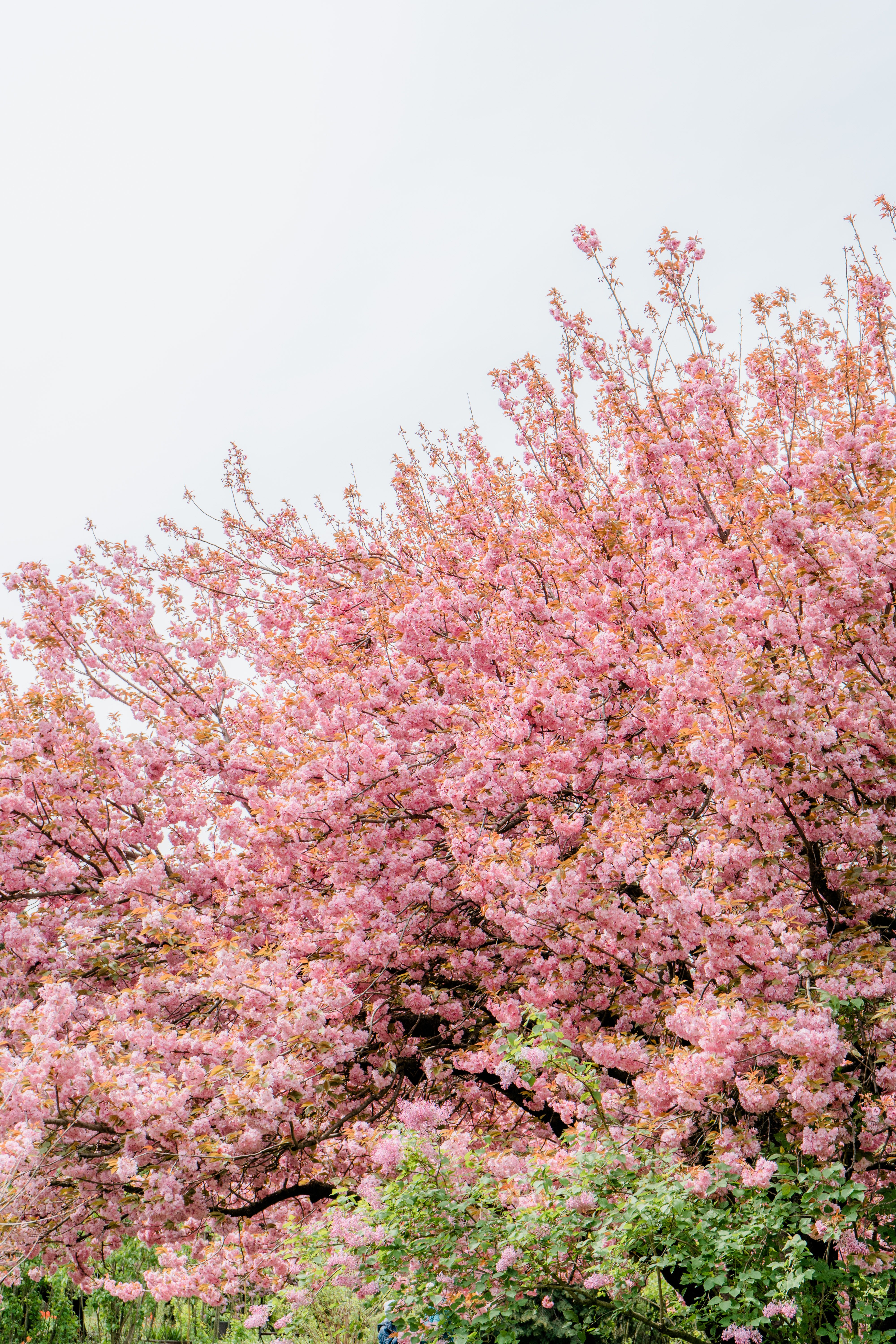 Spring Cherry Blossoms on Trees · Free Stock Photo