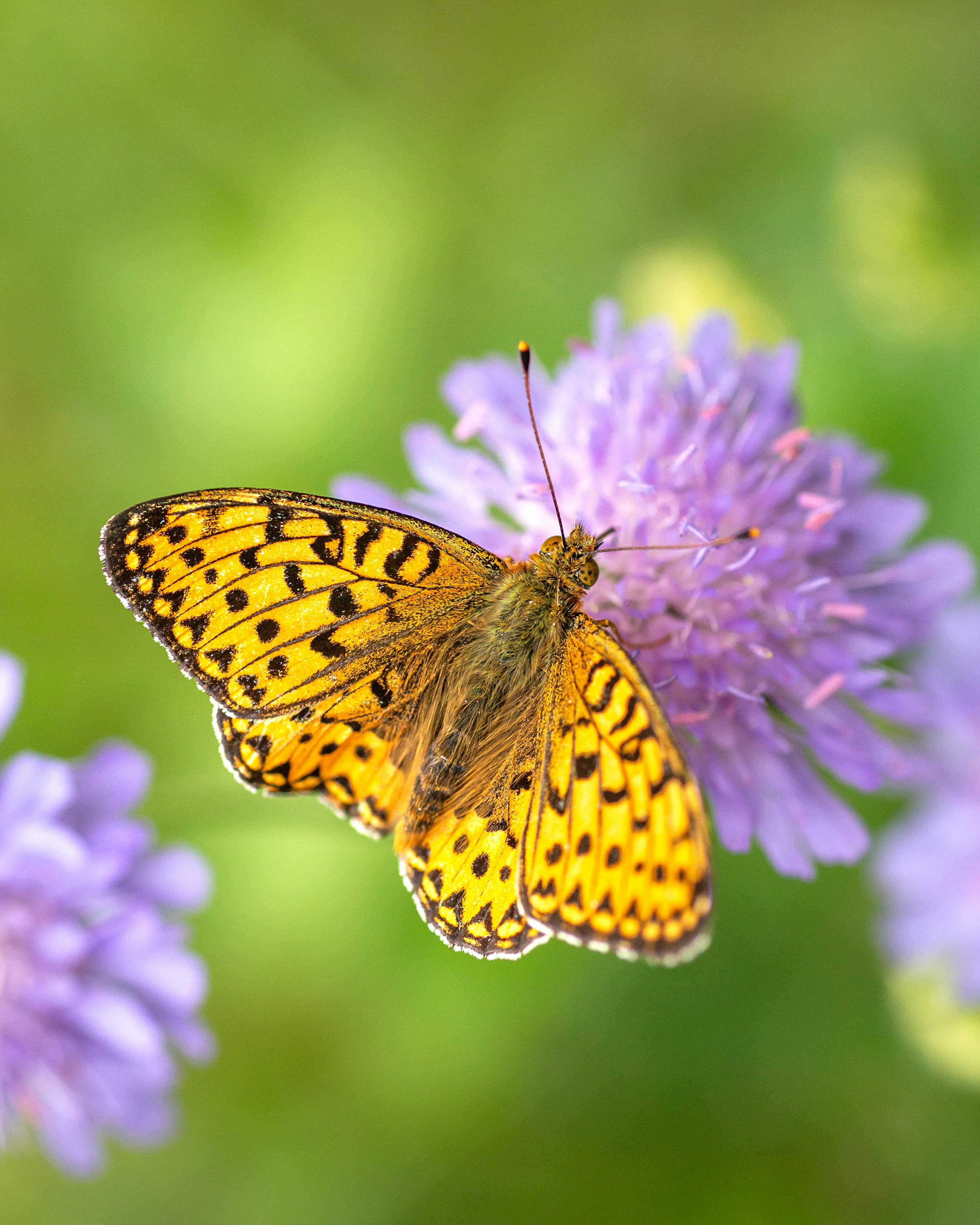 Pearl-boardered Fritillary on Flower · Free Stock Photo
