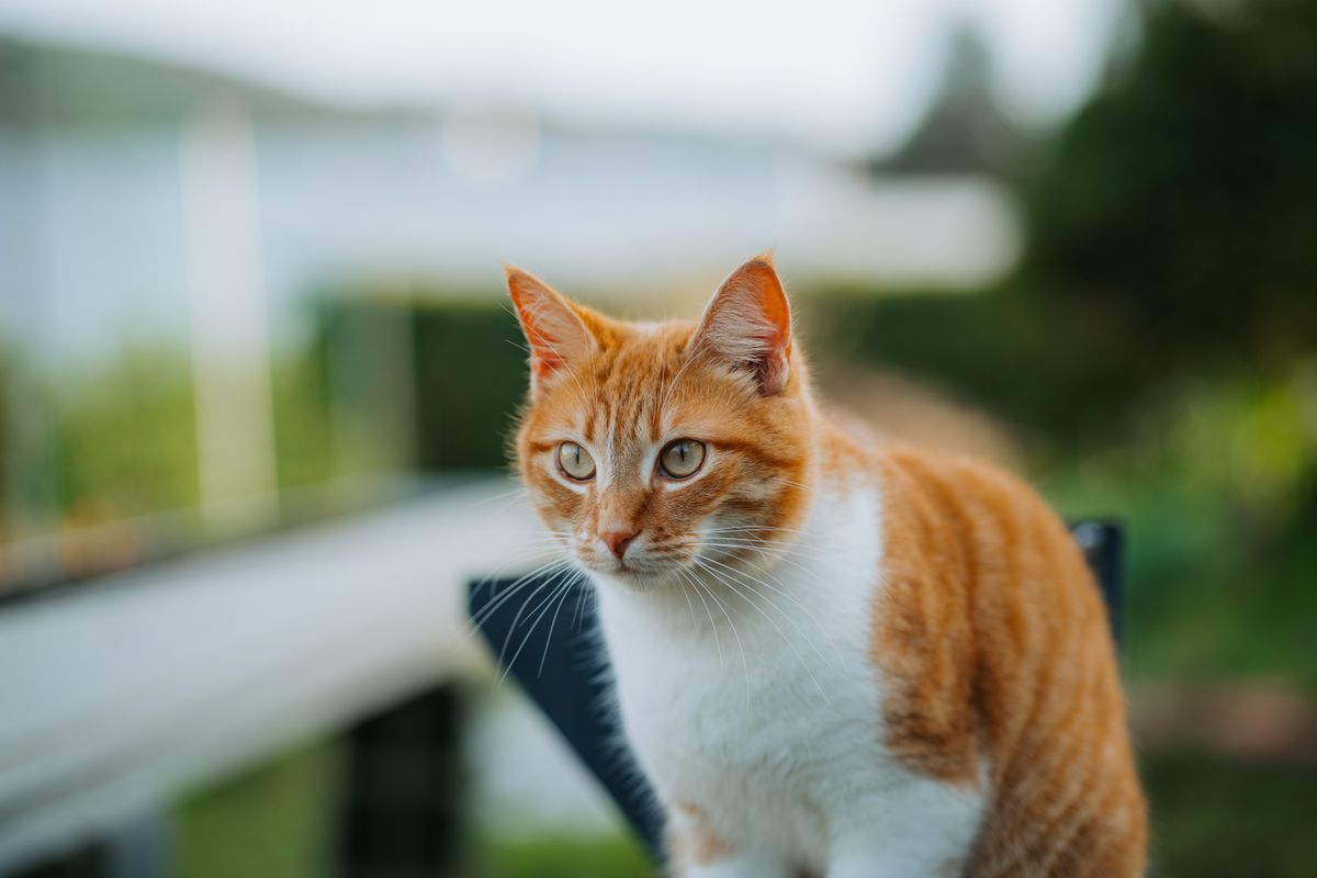 Cat Desktop Wallpaper Photos, Download The BEST Free Cat Desktop ...
