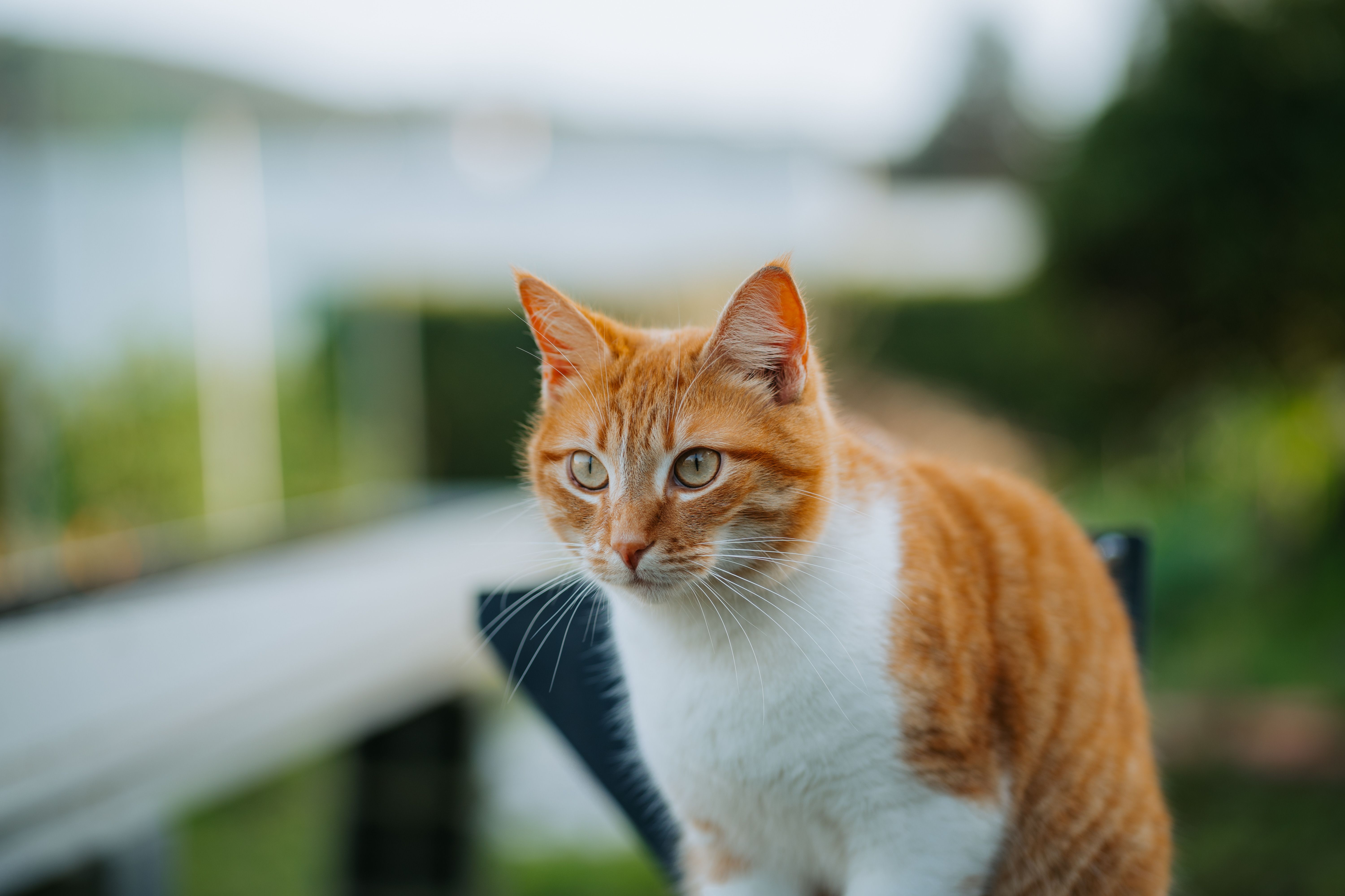 Foto stok gratis tentang fotografi binatang, hewan peliharaan, jahe ...