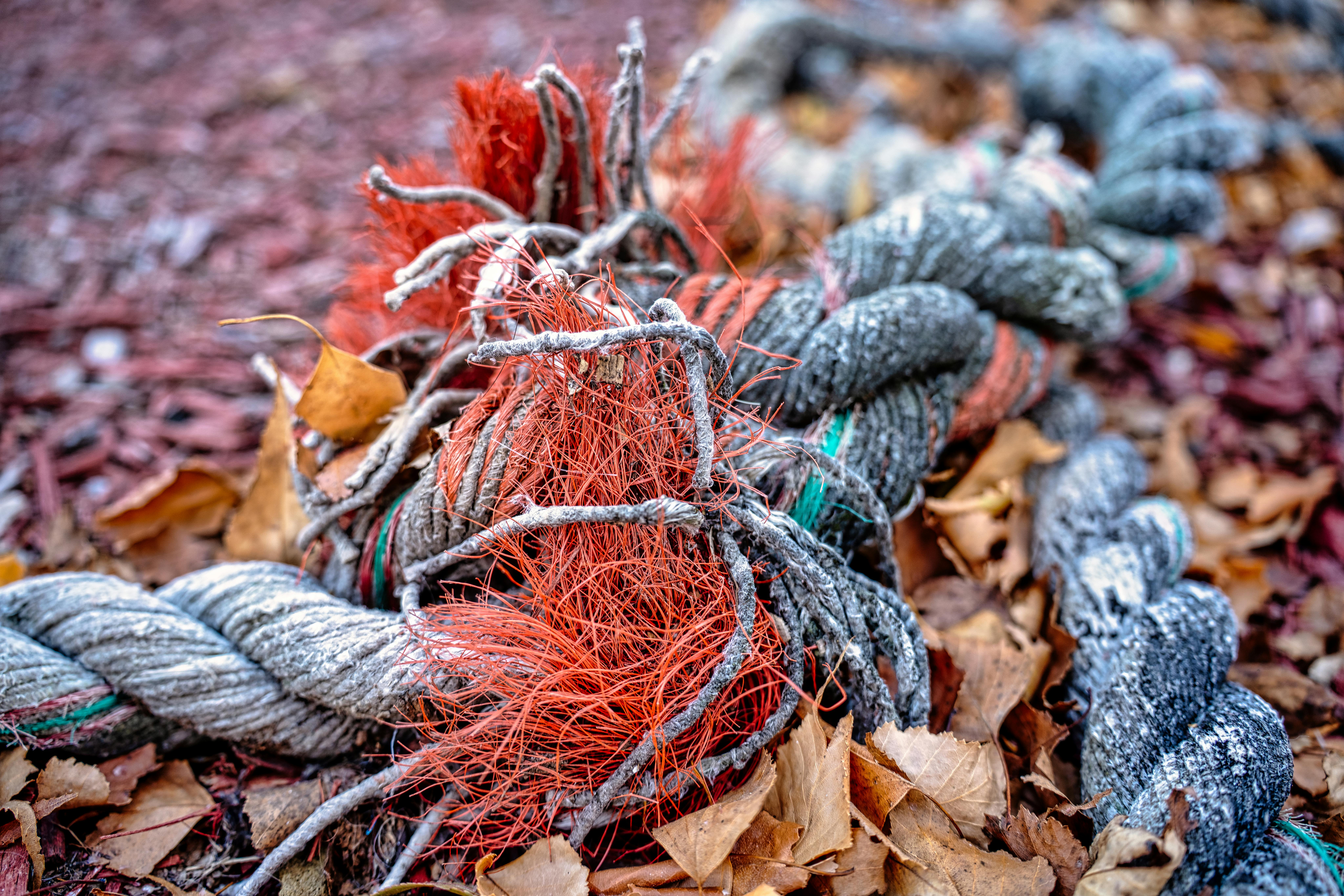 Split Ends of a Rope Left in the Autumn Leaves · Free Stock Photo