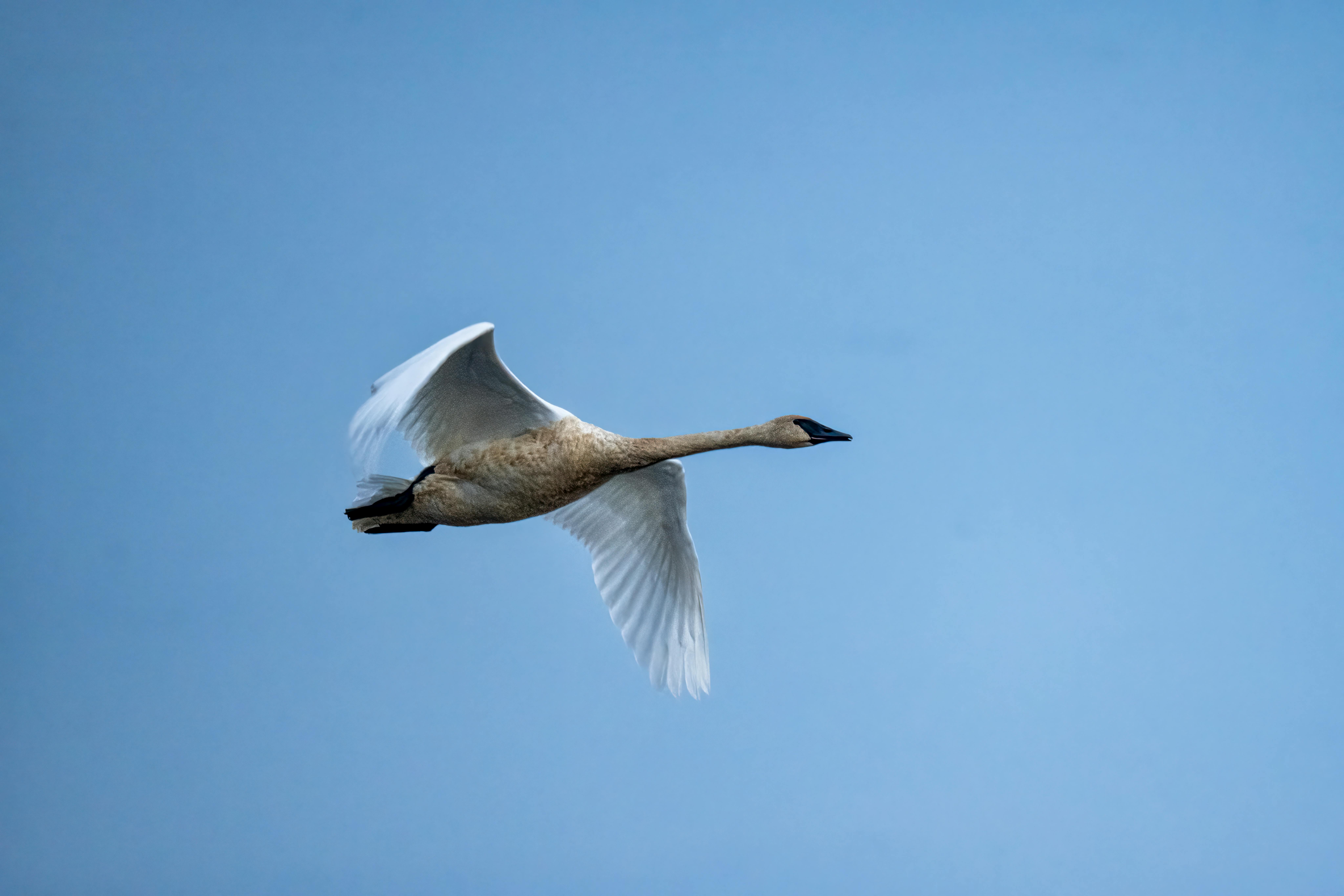 Flying Trumpeter Swan in Blue Sky · Free Stock Photo