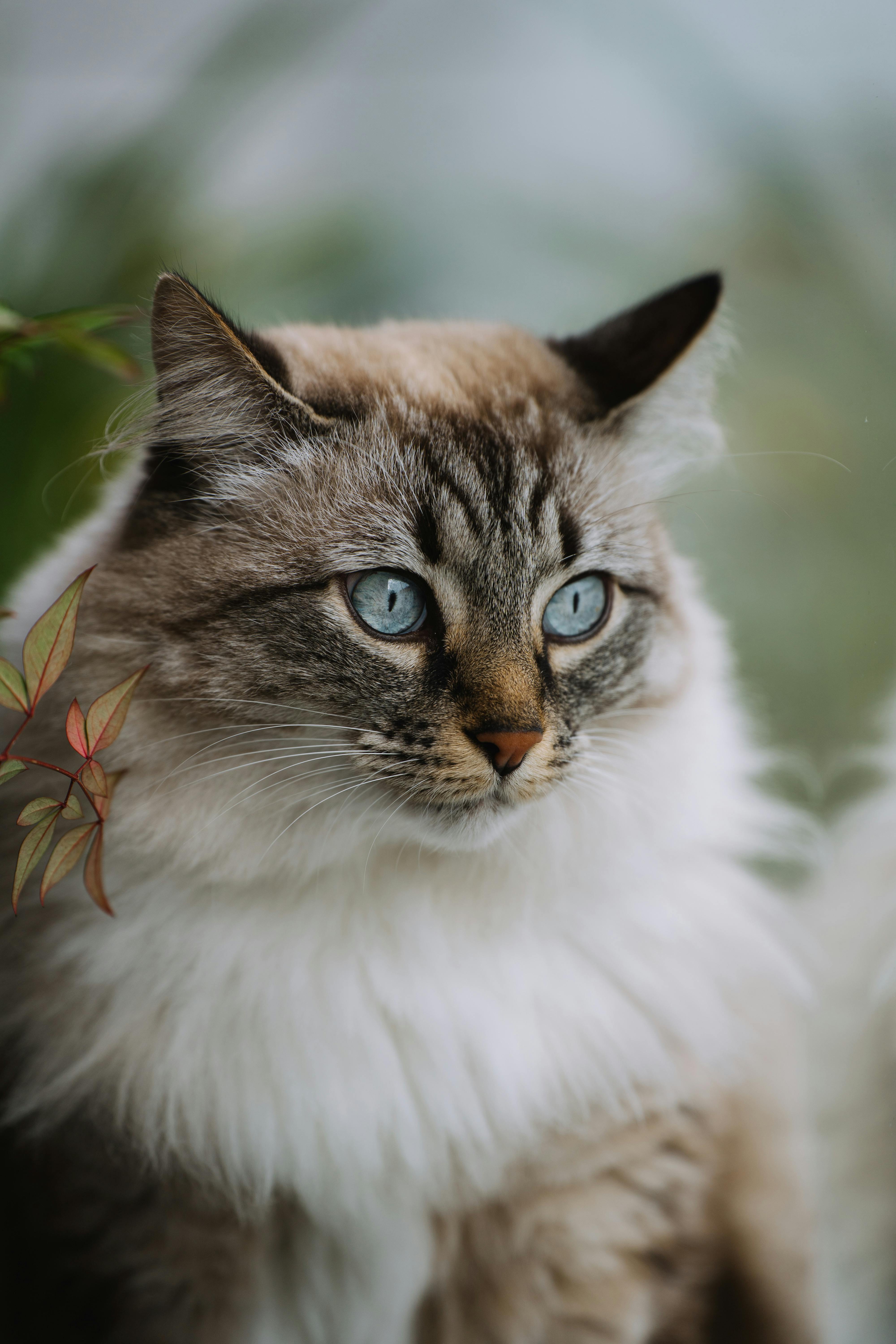 Cats White Background Photos, Download The BEST Free Cats White ...