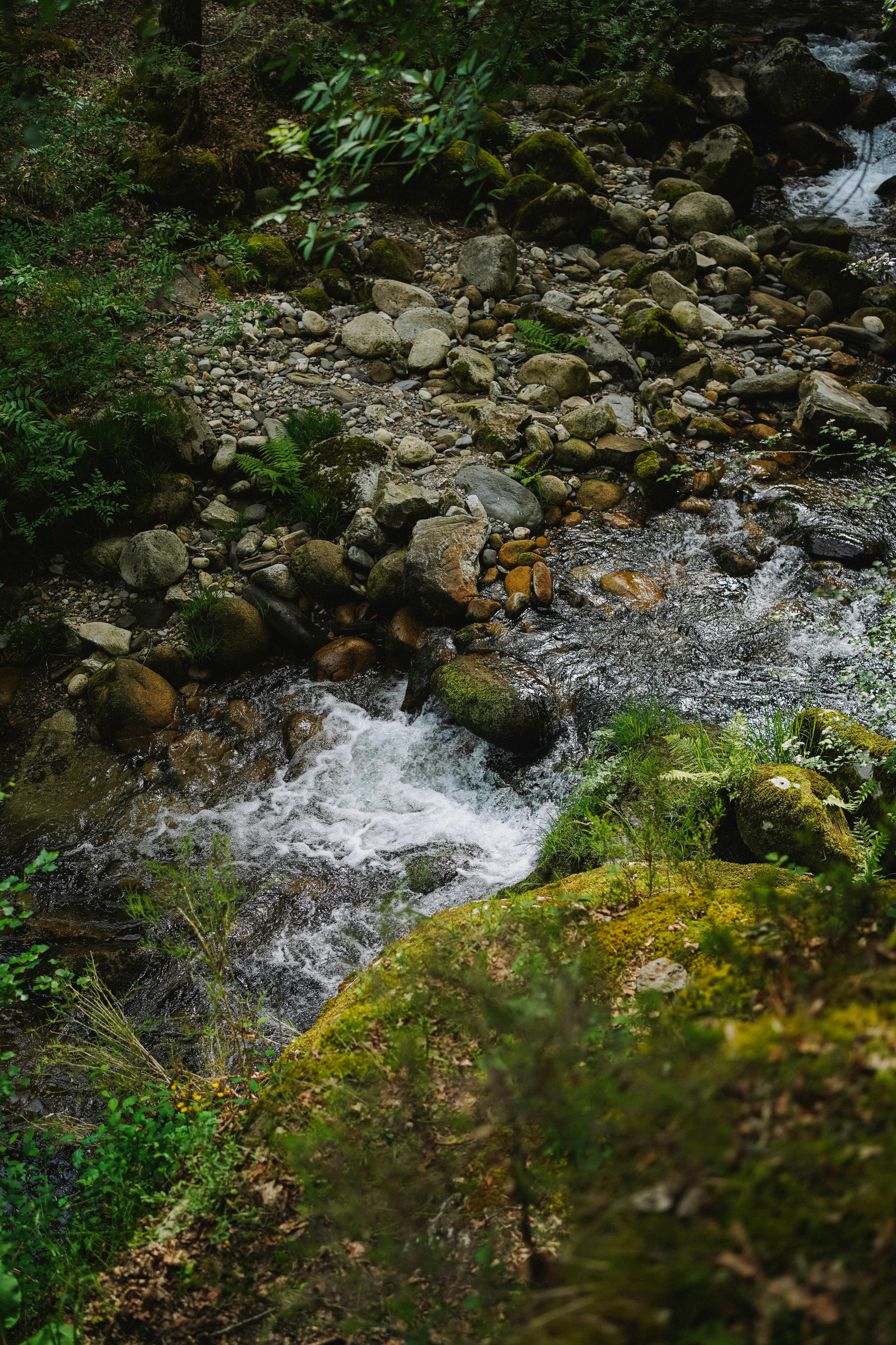 Rapids of Stream · Free Stock Photo