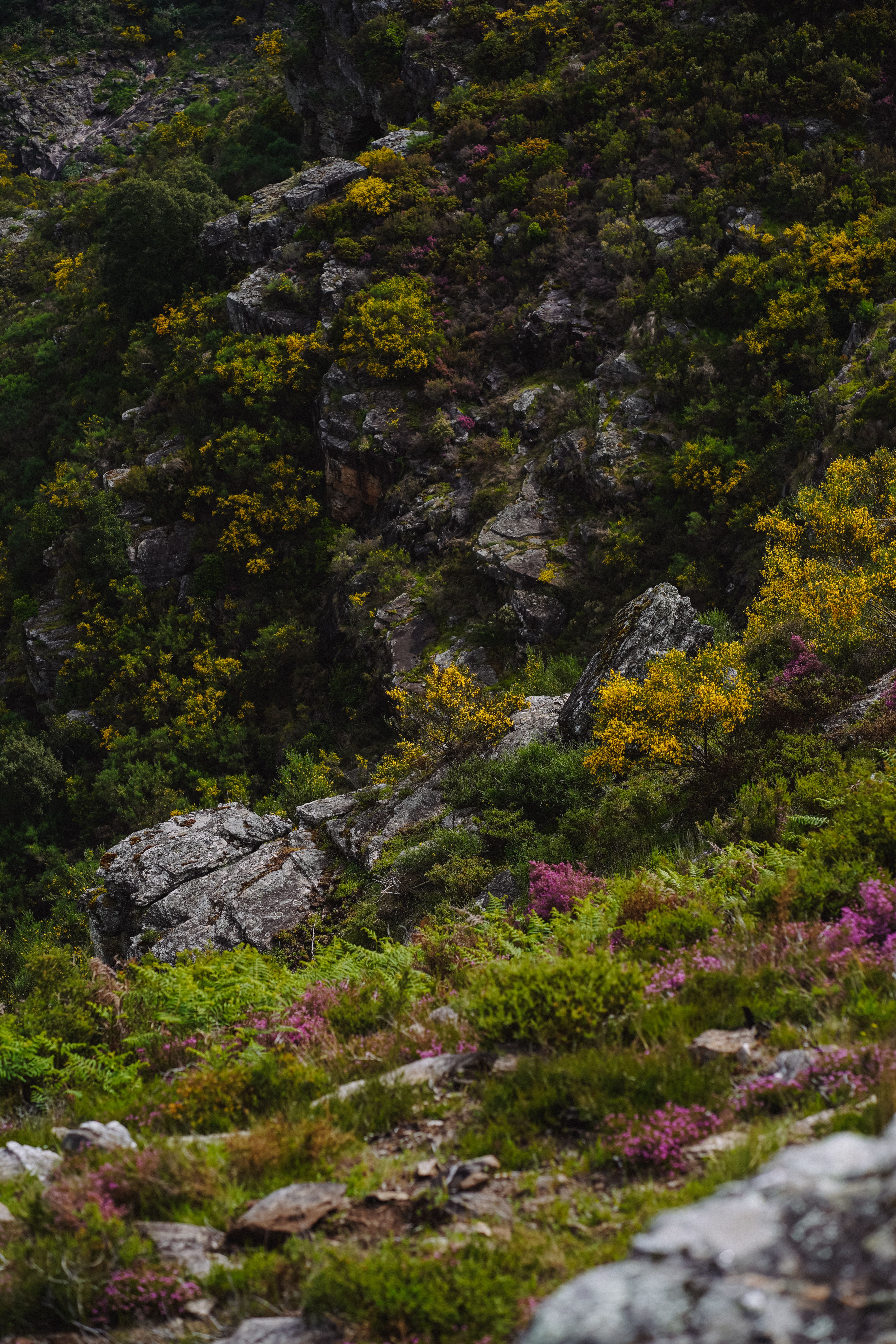 Shrubs Grow on Rocks · Free Stock Photo