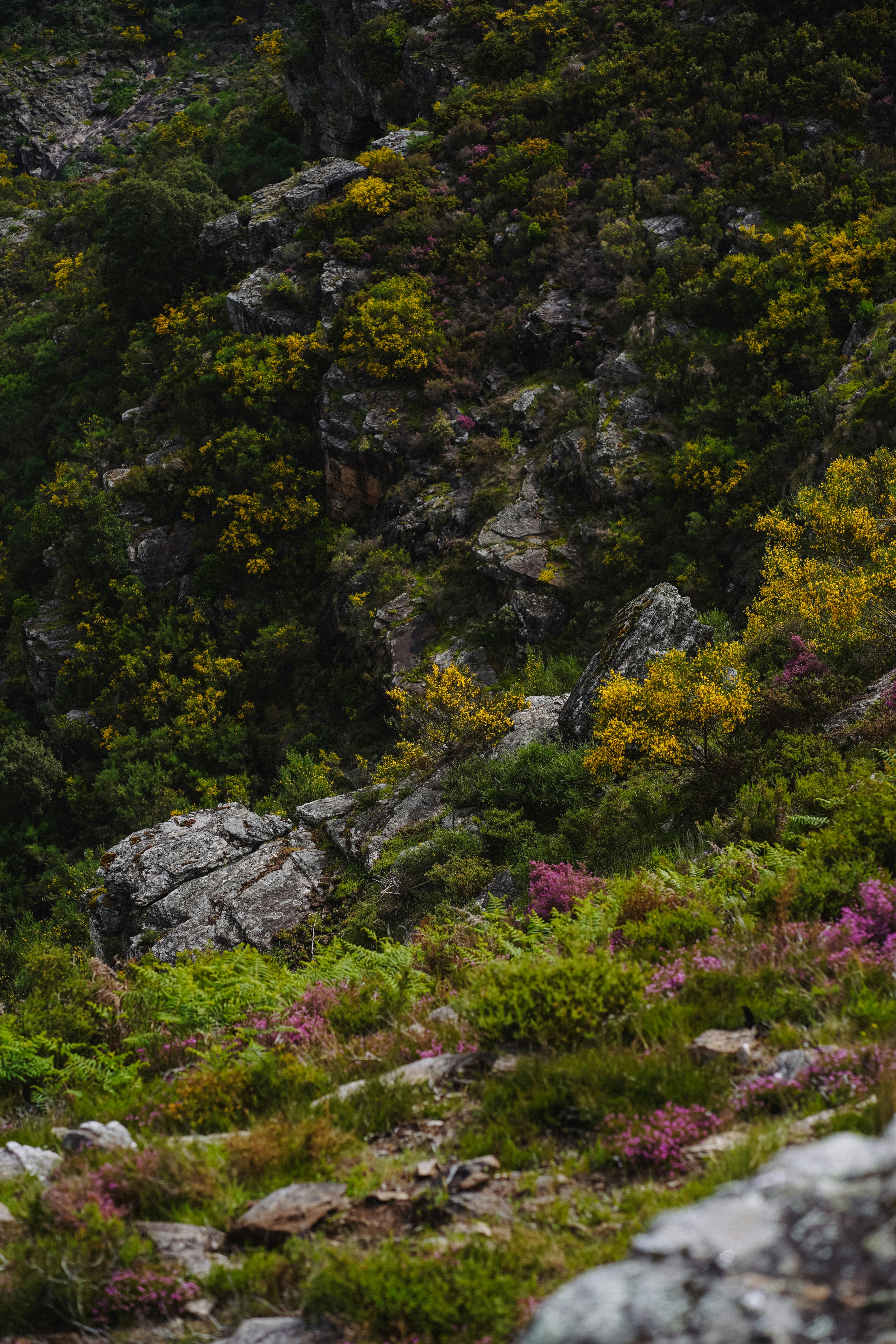 Plants In Rocks Photos, Download The BEST Free Plants In Rocks Stock ...