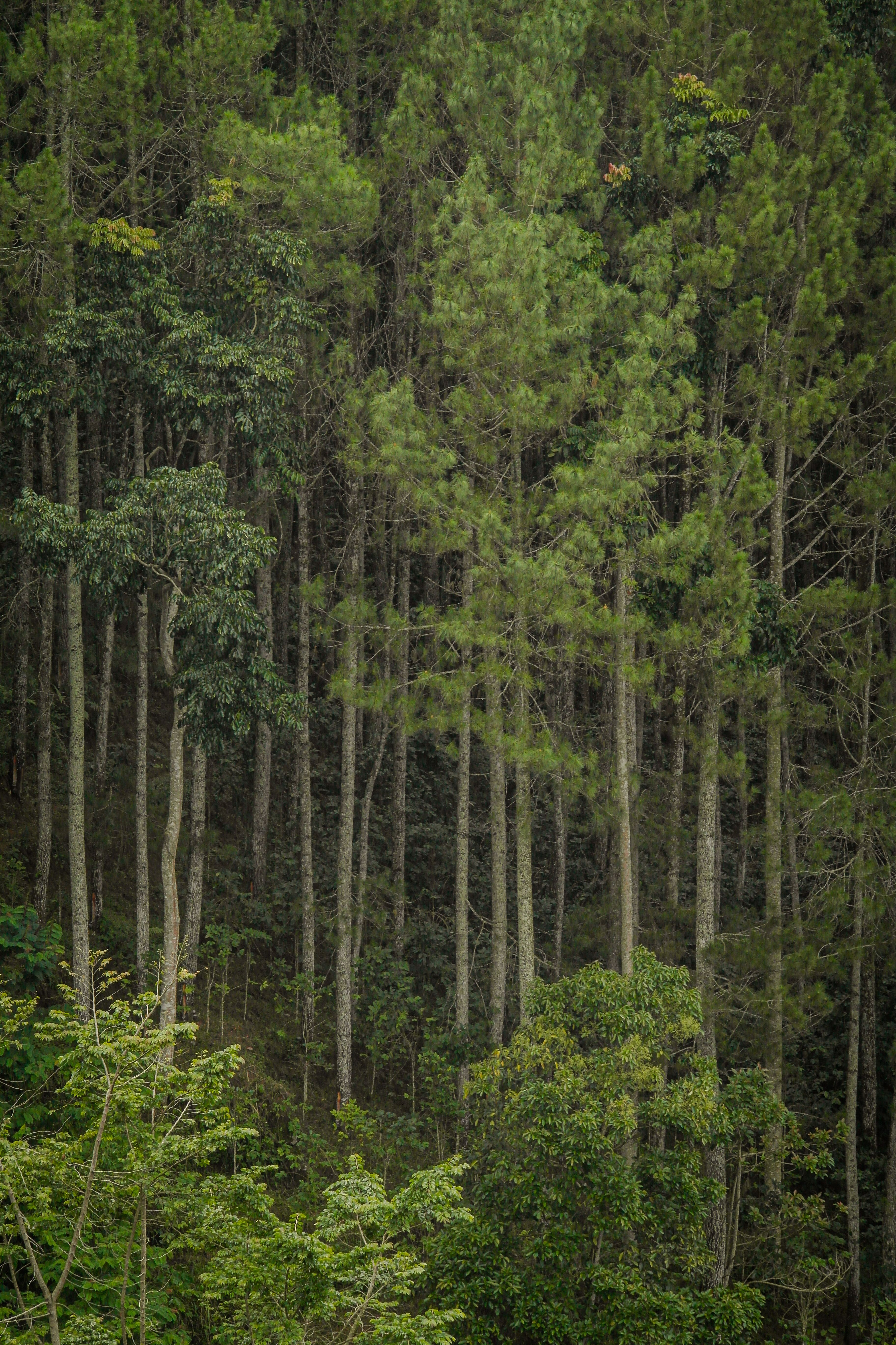 Green Trees in Deep Forest · Free Stock Photo