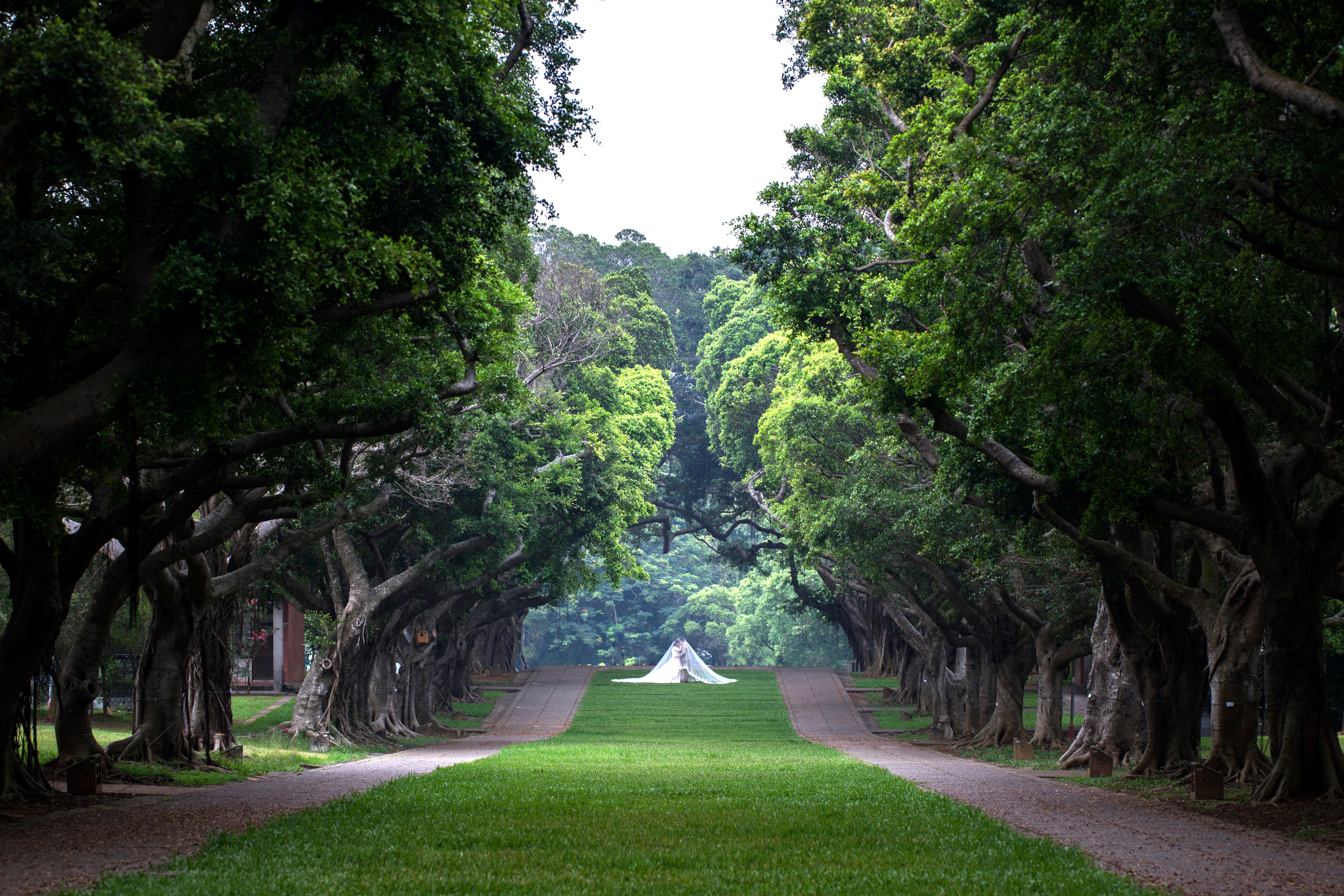 Gray Concrete Path Between Green Trees · Free Stock Photo