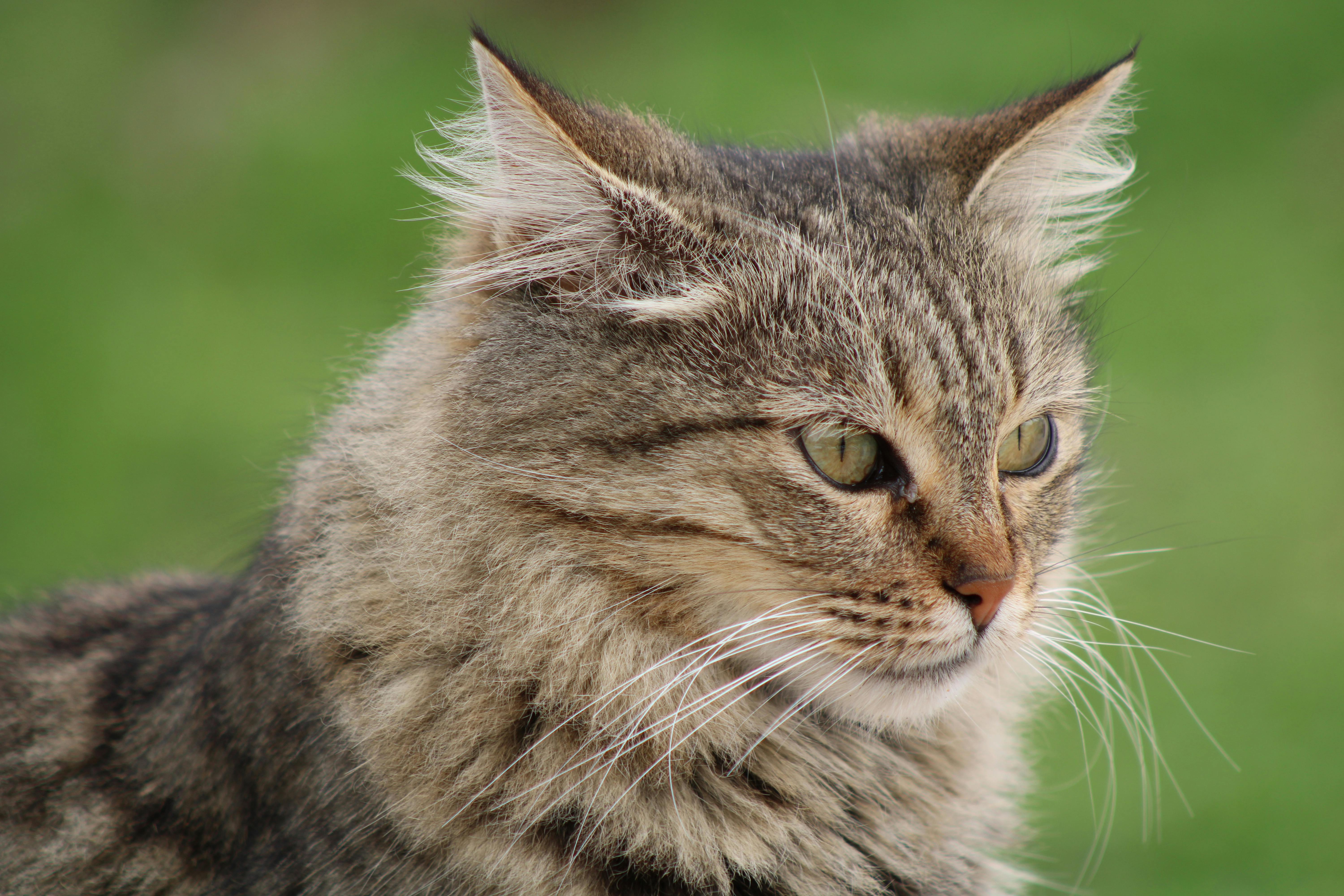 Low Angle Portrait of Cat on Tree Against Sky · Free Stock Photo