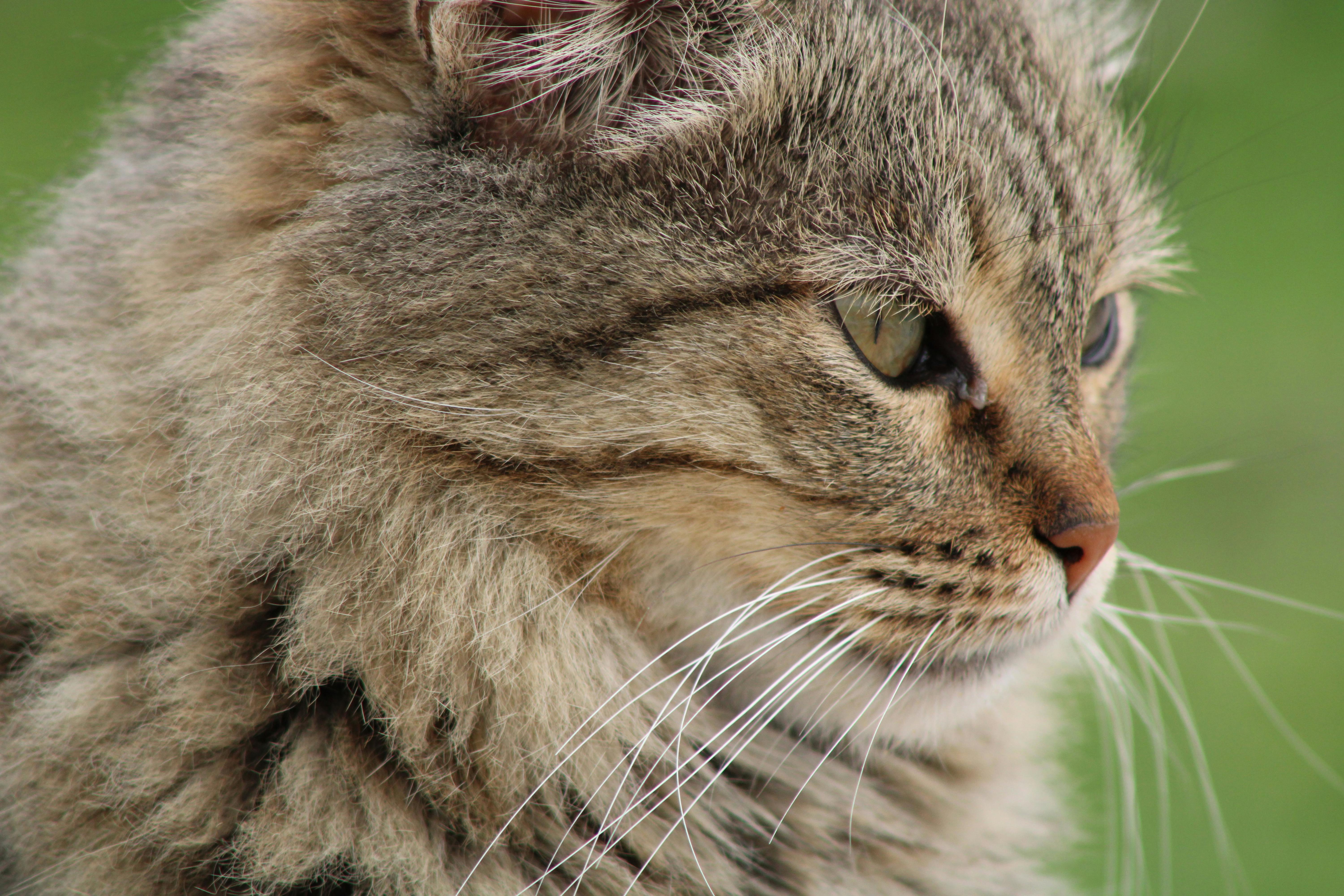 Fluffy Tabby Cat · Free Stock Photo