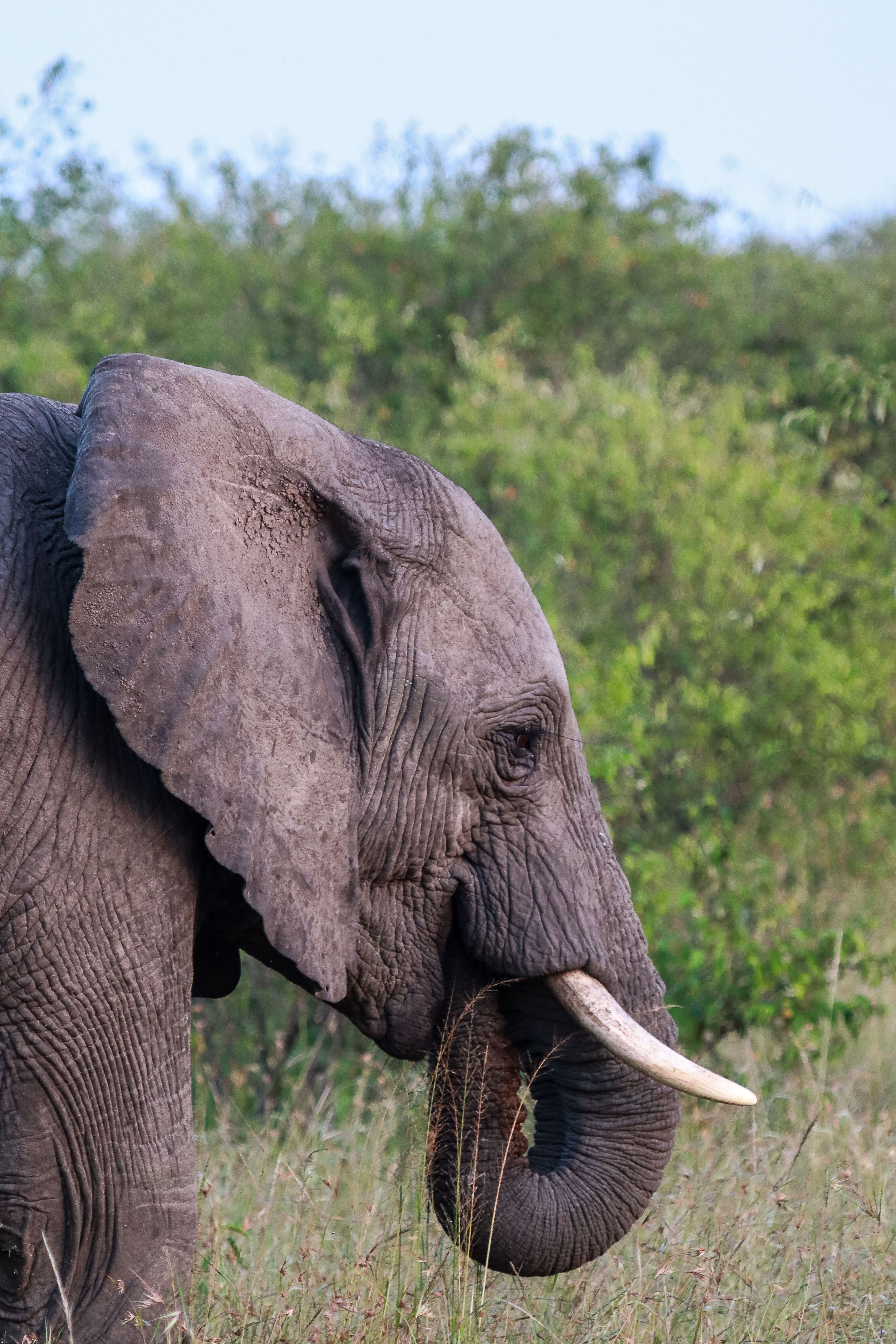 Gray Elephant · Free Stock Photo