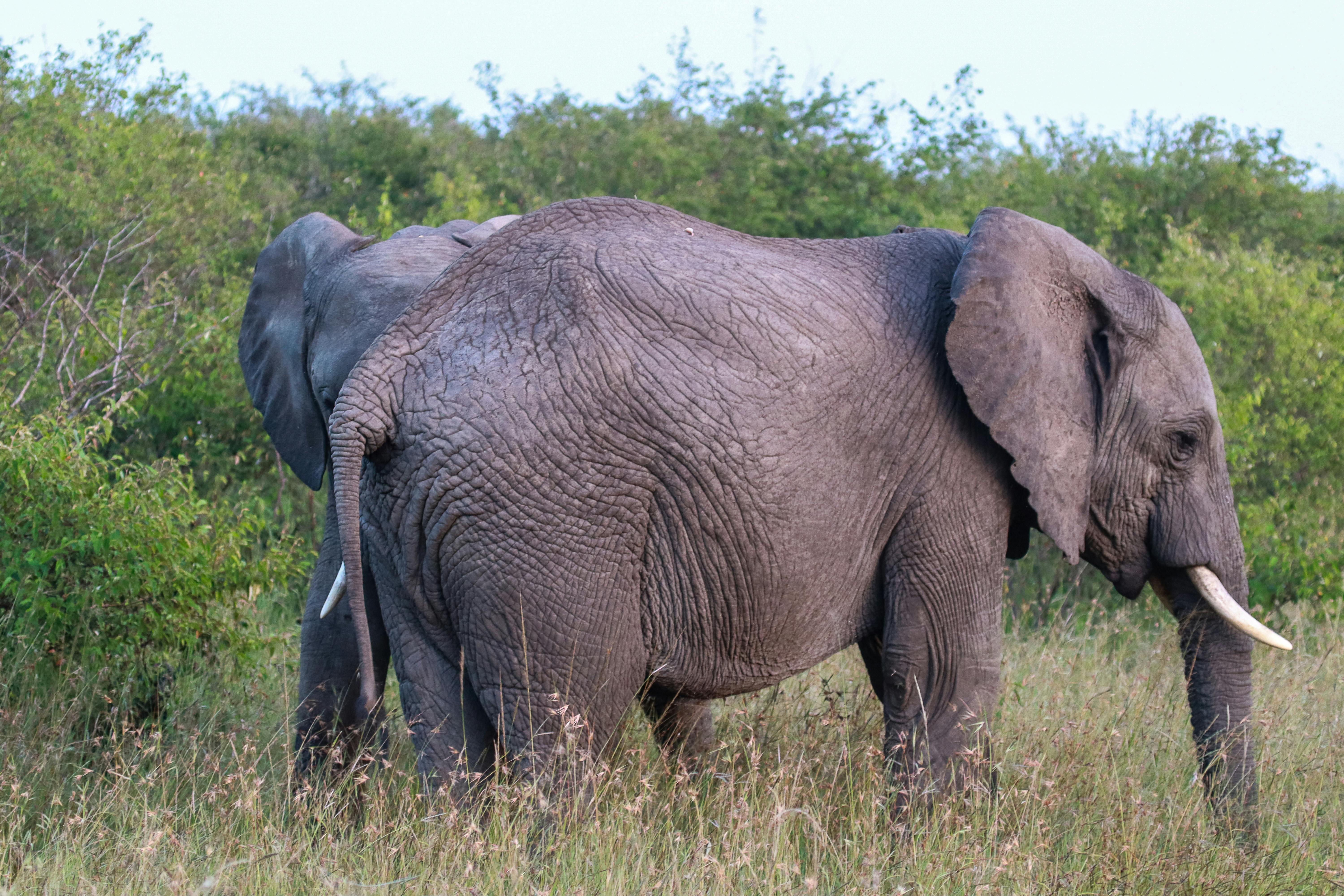 3 Grey Elephants Under Yellow Sky · Free Stock Photo