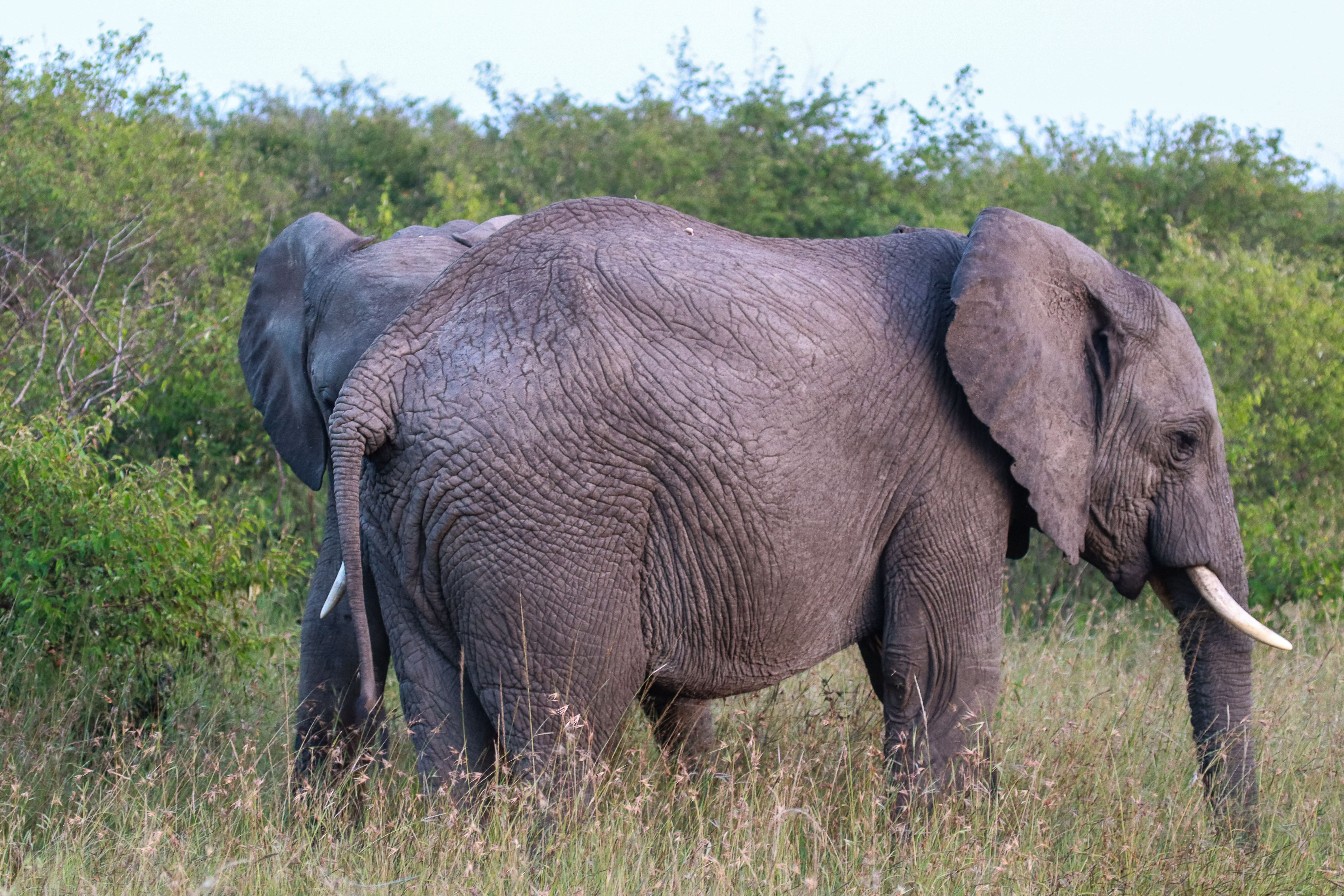 Photo gratuite de afrique, animaux sauvages, aventure, buisson ...