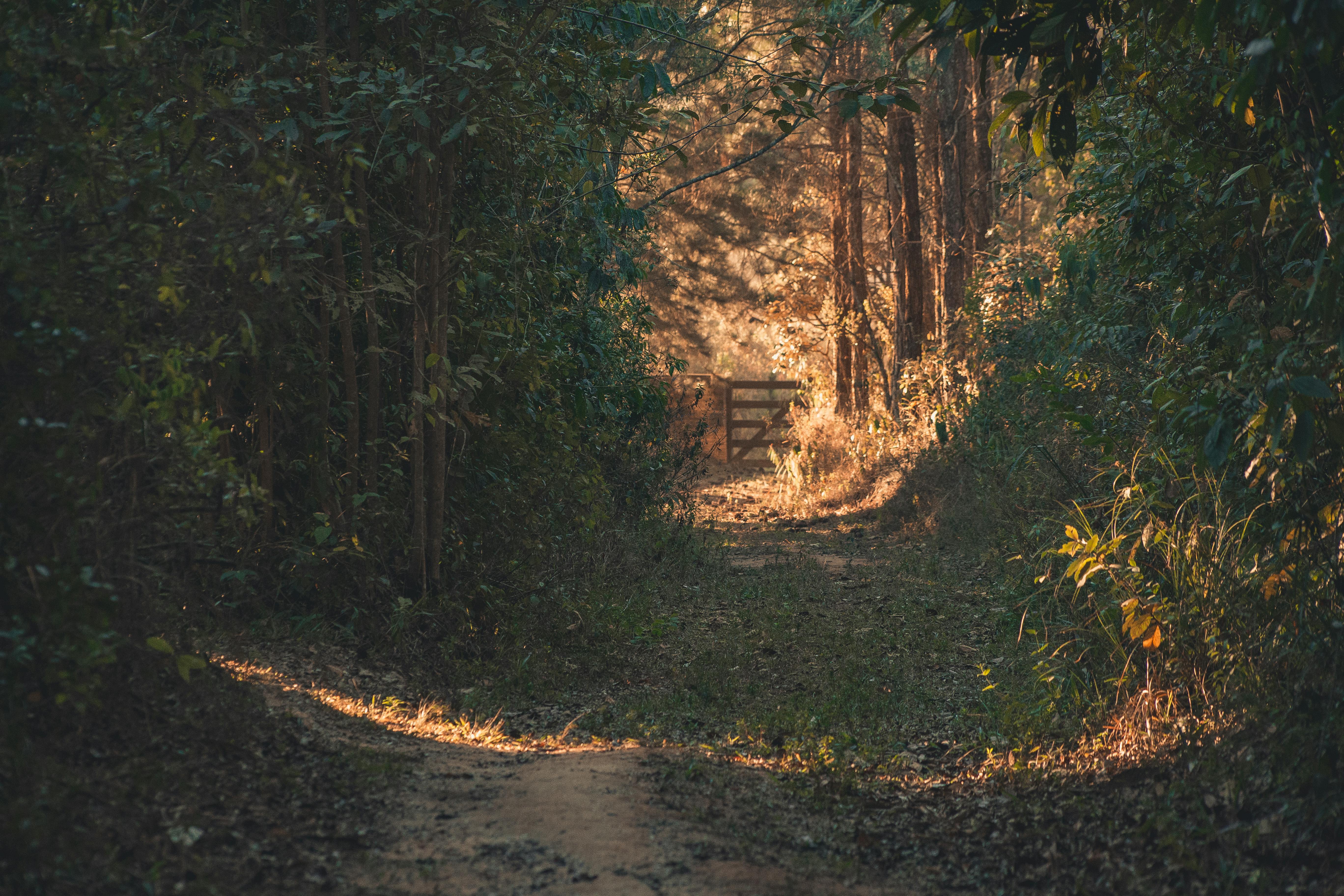 Path With Trees In Between · Free Stock Photo