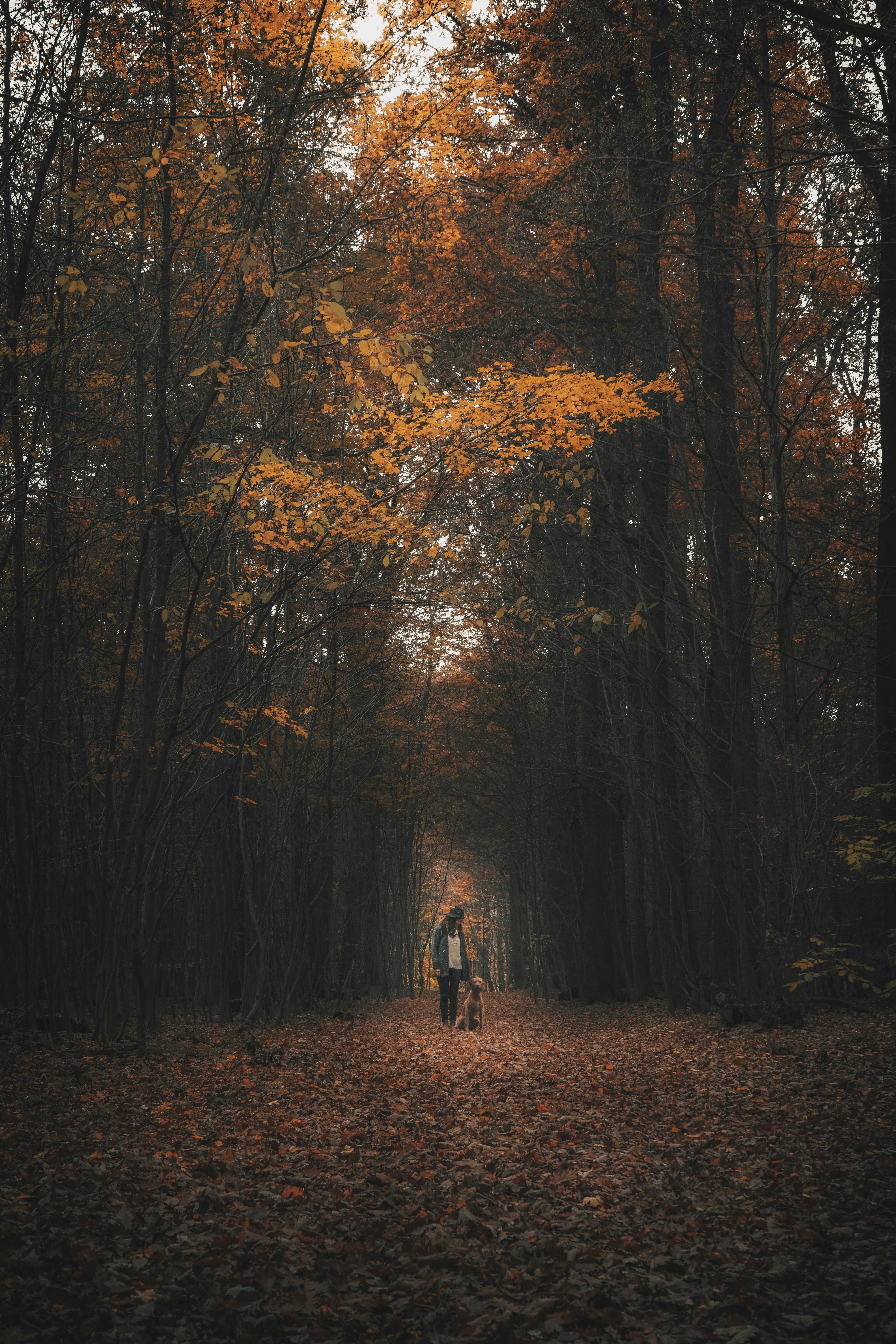 Fall Forest Photos, Download The BEST Free Fall Forest Stock Photos ...